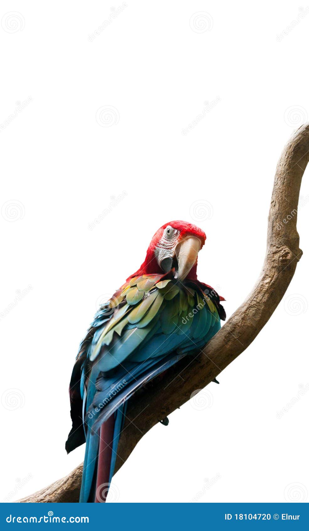 Colourful Parrot Bird on the Perch Stock Photo - Image of life, cute ...