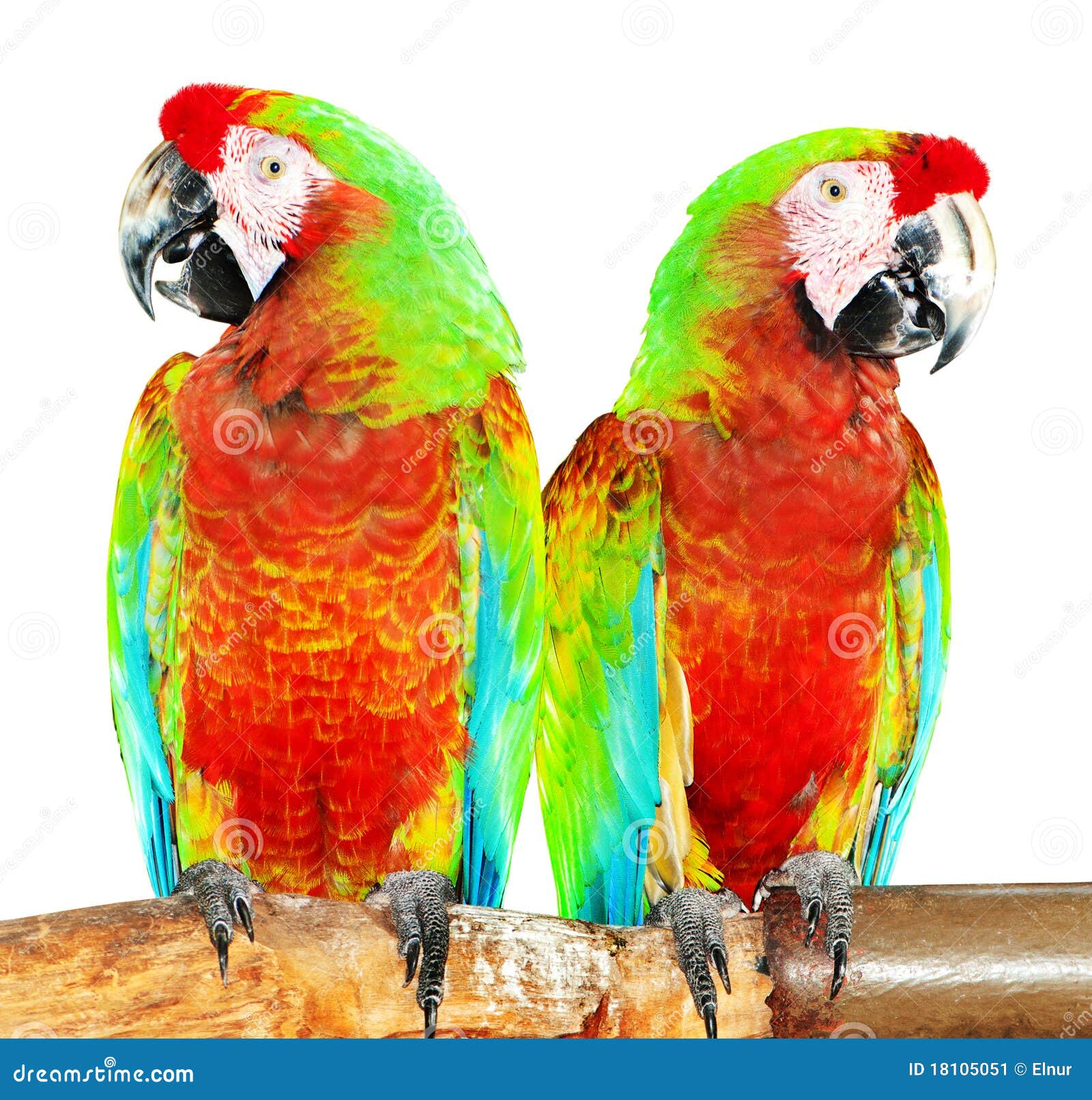 Colourful Parrot Bird on the Perch Stock Image - Image of macaw, fauna ...