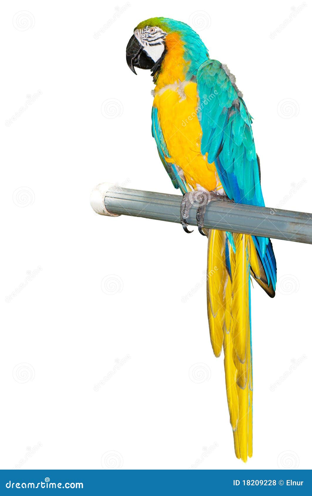 Colourful Parrot Bird on the Perch Stock Photo - Image of feather ...