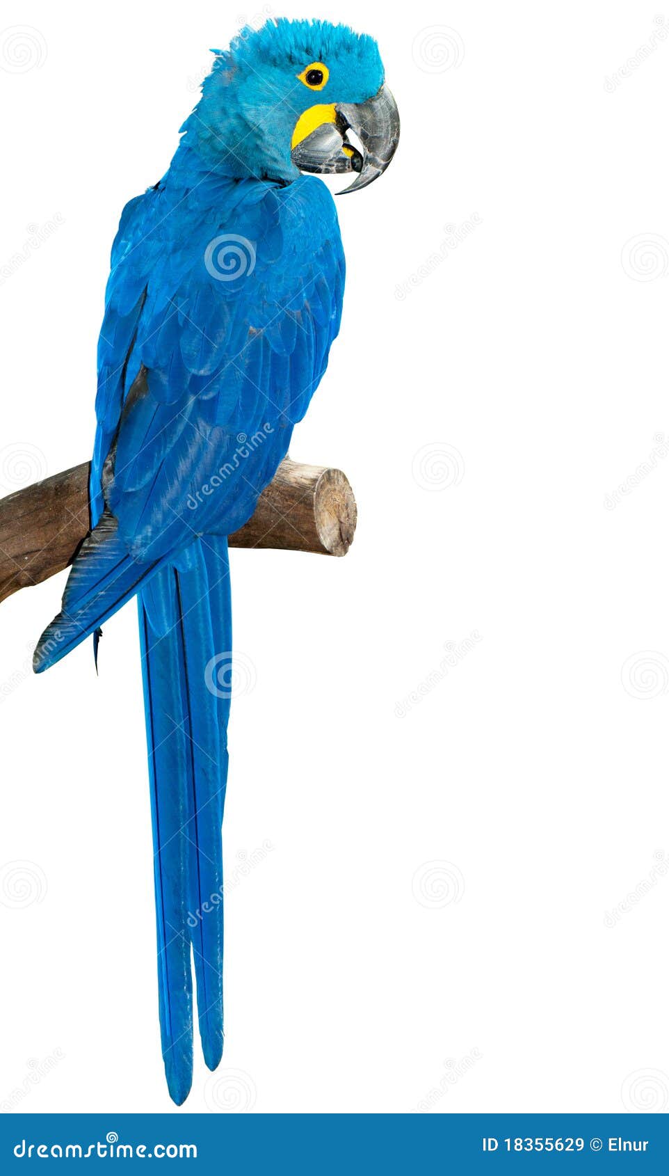 Colourful Parrot Bird on the Perch Stock Image - Image of colour ...