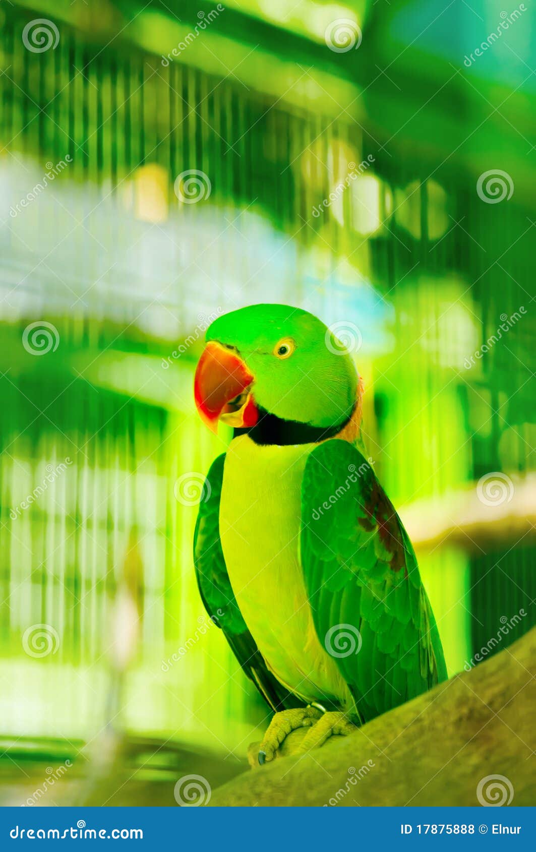 Colourful Parrot Bird Sitting Stock Photo - Image of maccaw, exotic ...