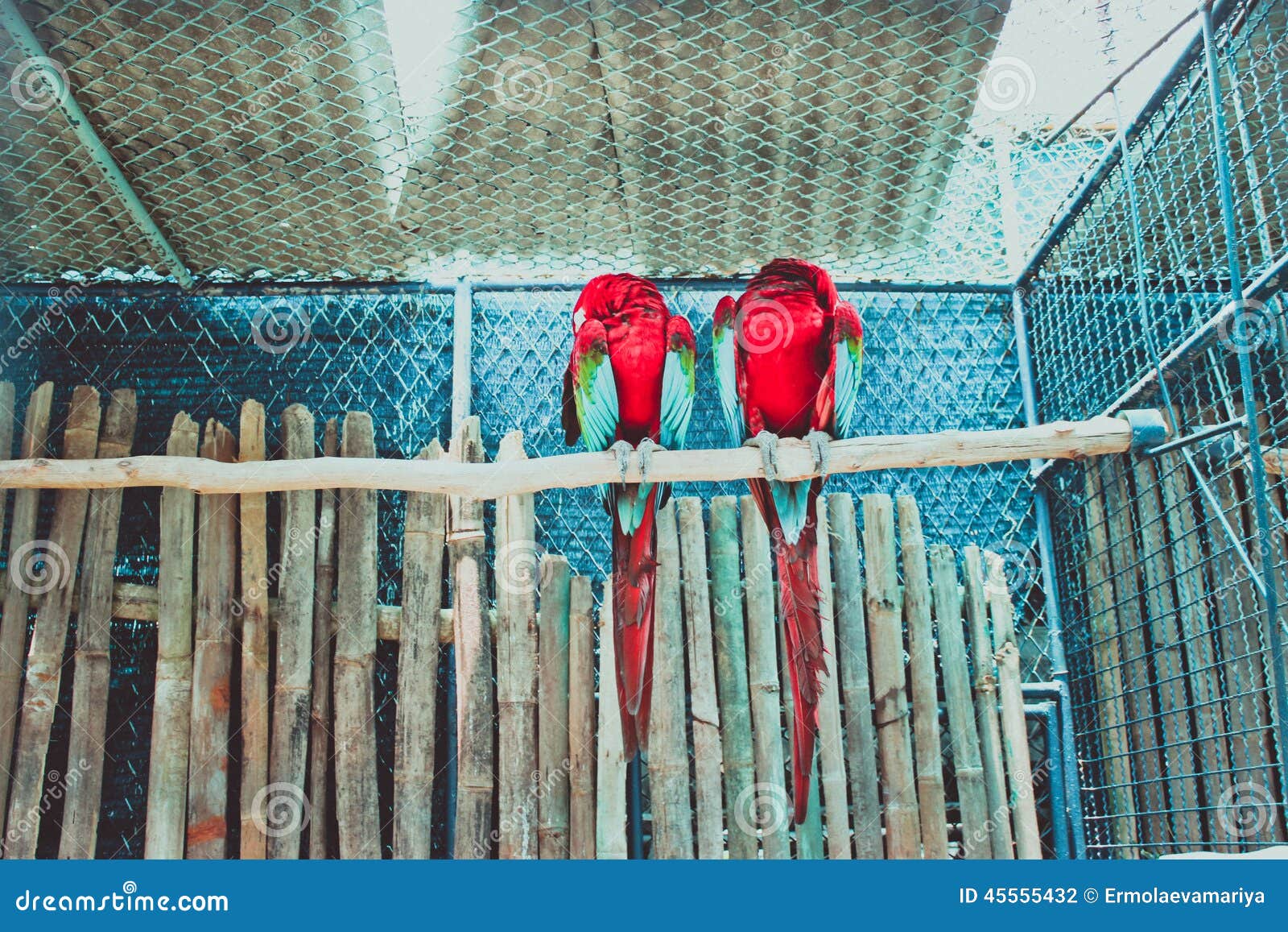 Colourful Parrot Bird Sitting on the Perch Stock Photo - Image of green ...