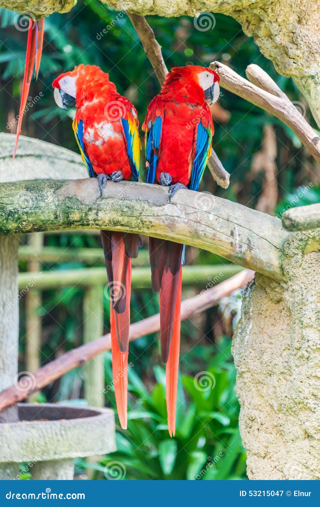 Colourful Parrot Bird Sitting on the Perch Stock Image - Image of mccaw ...