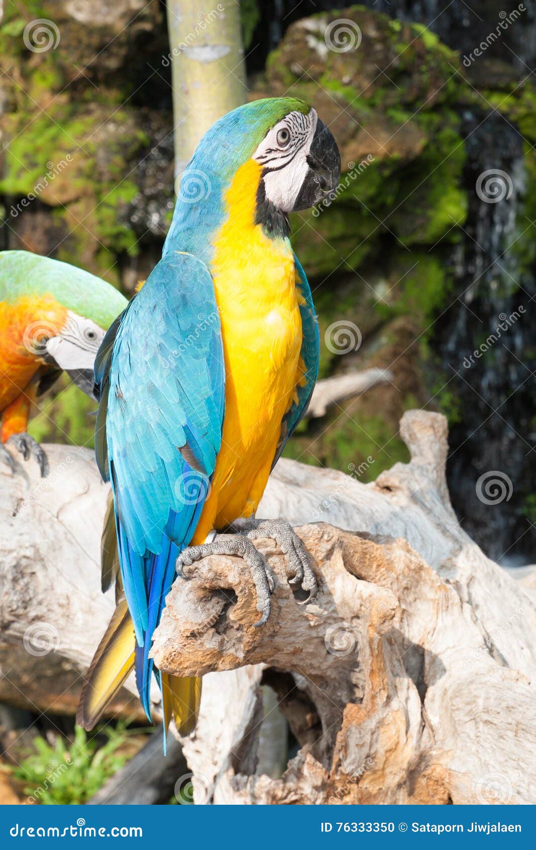 Colourful Parrot Bird Sitting Stock Photo - Image of nature, jungle ...