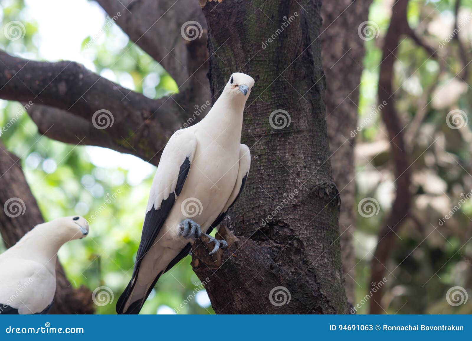 Colourful Parrot Bird Sitting on the Perch Stock Image - Image of perch ...