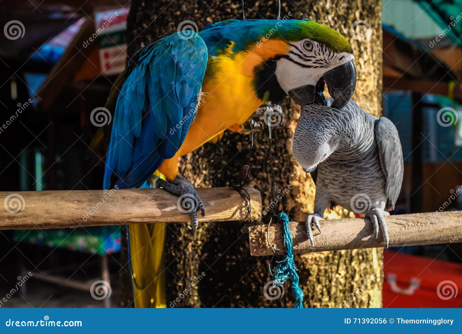 Colourful Parrot Bird Sitting on the Perch Stock Photo - Image of ...