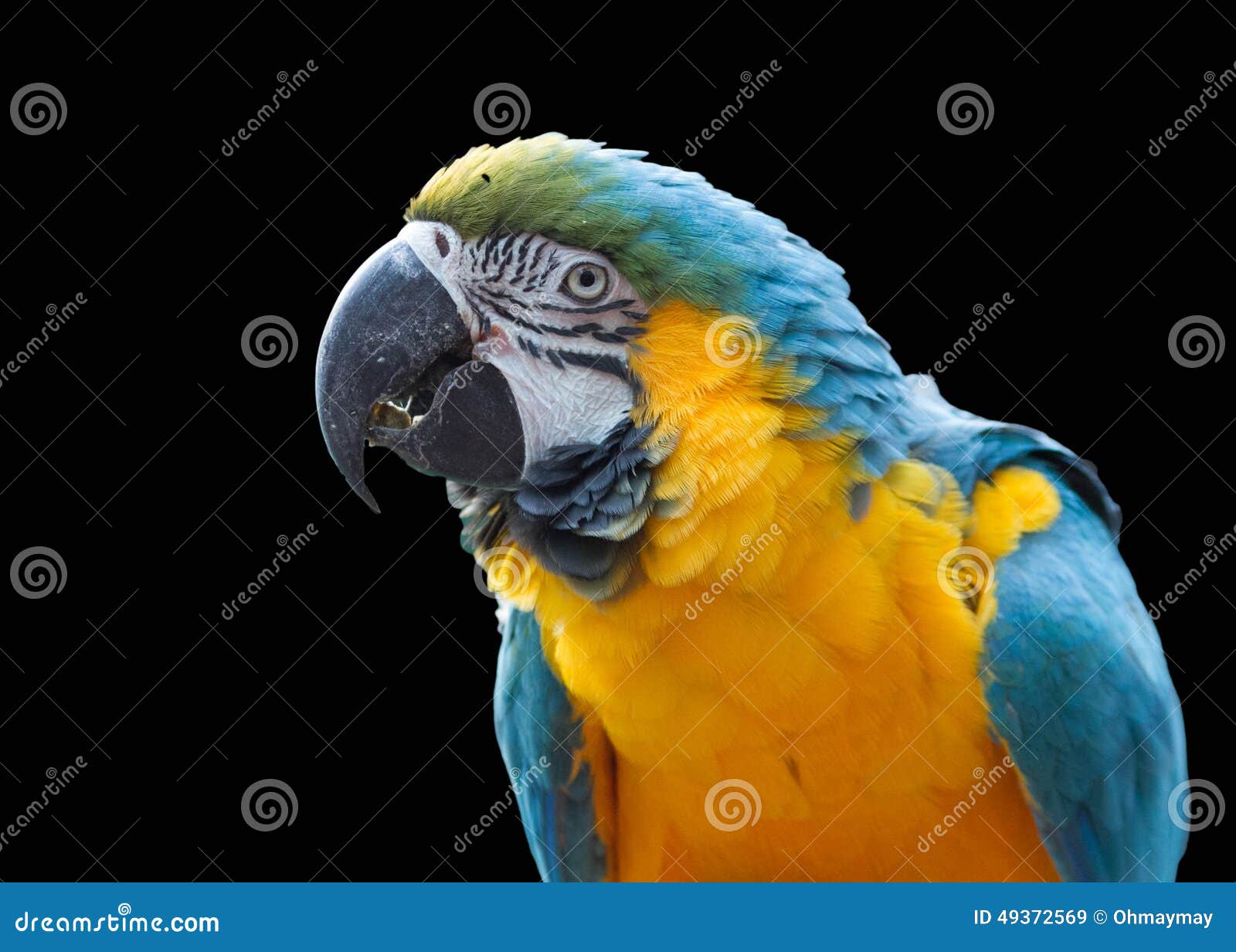 Colourful parrot isolated stock image. Image of bird - 49372569