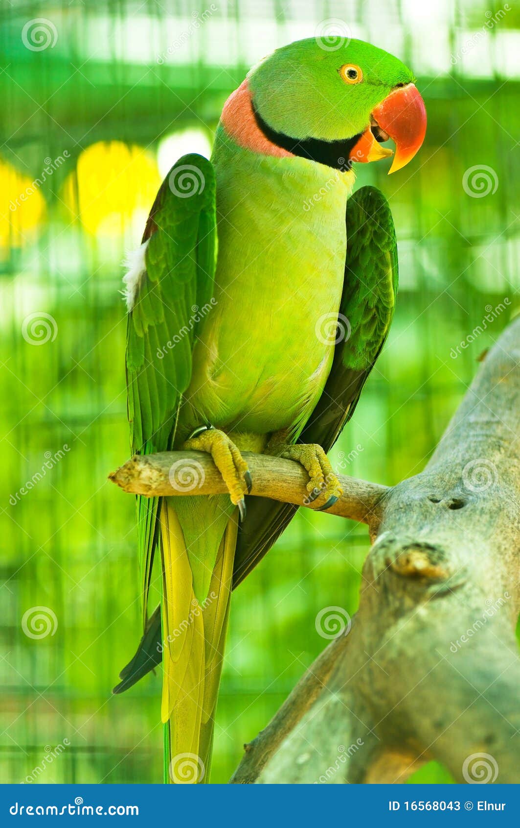 Colourful Parrot Sitting on the Perch Stock Image - Image of fischeri ...