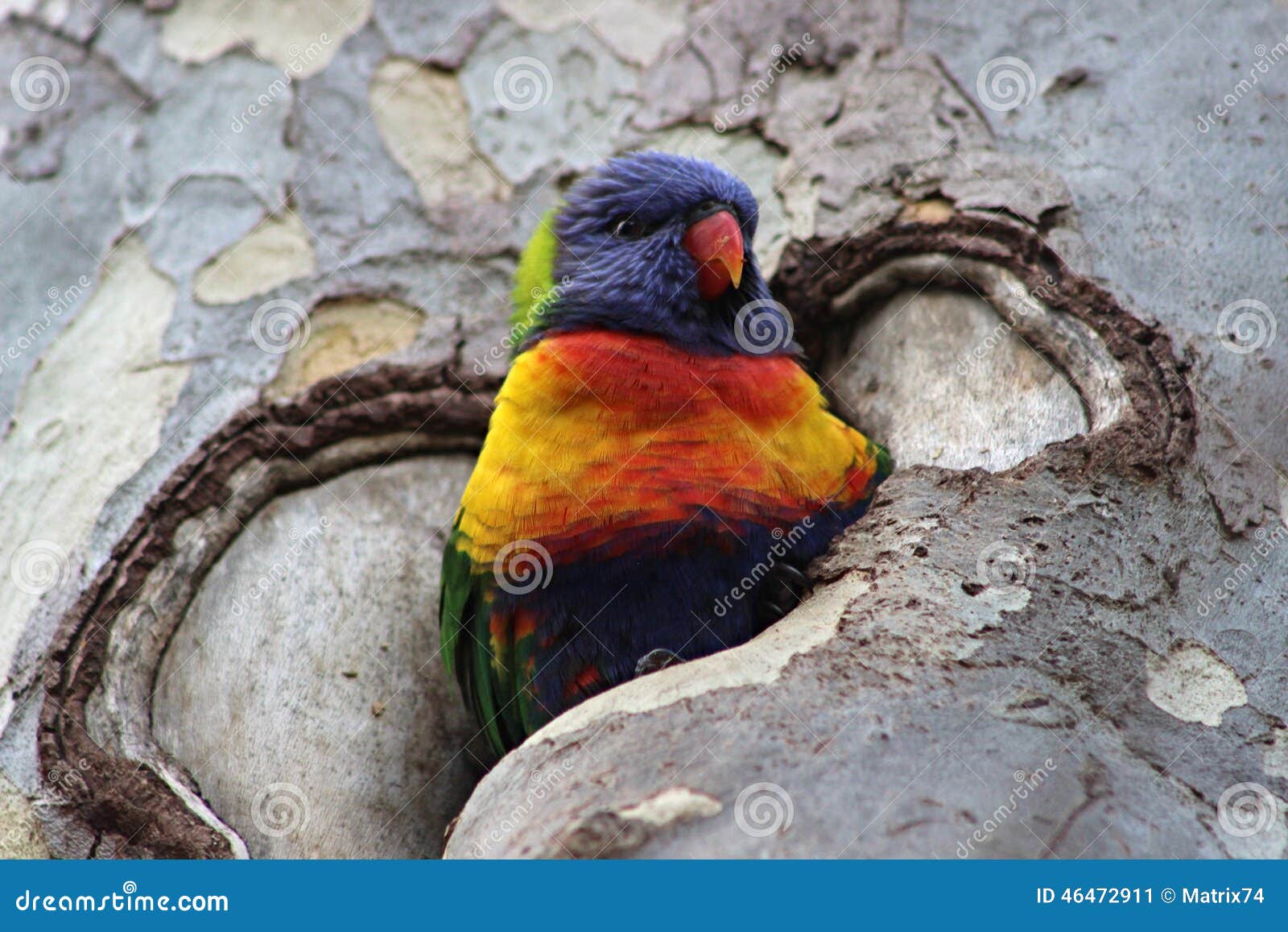Colourful Parrot in the Tree Stock Image - Image of orange, tree: 46472911