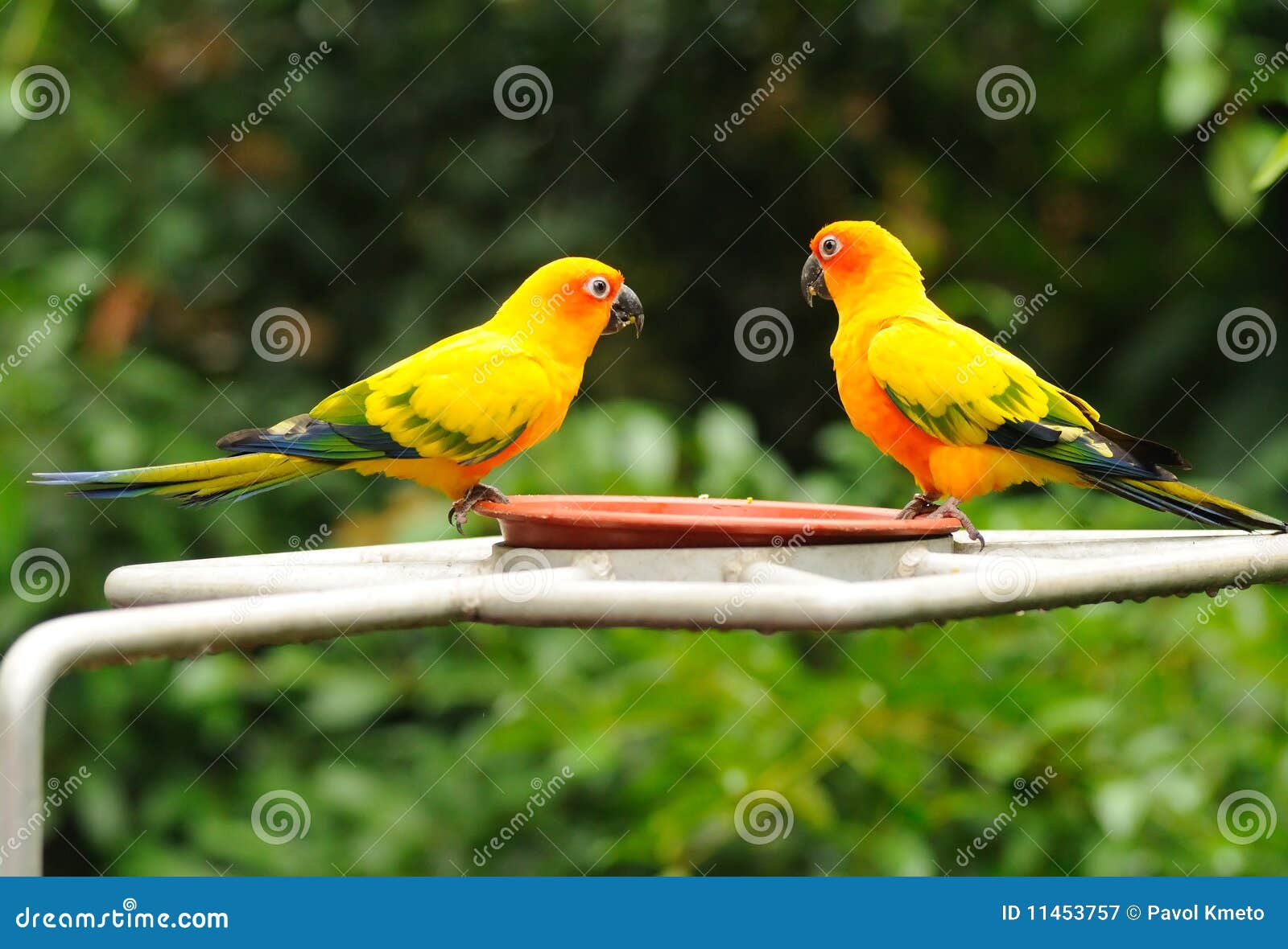 A colourful parrots stock image. Image of lovebird, color - 11453757