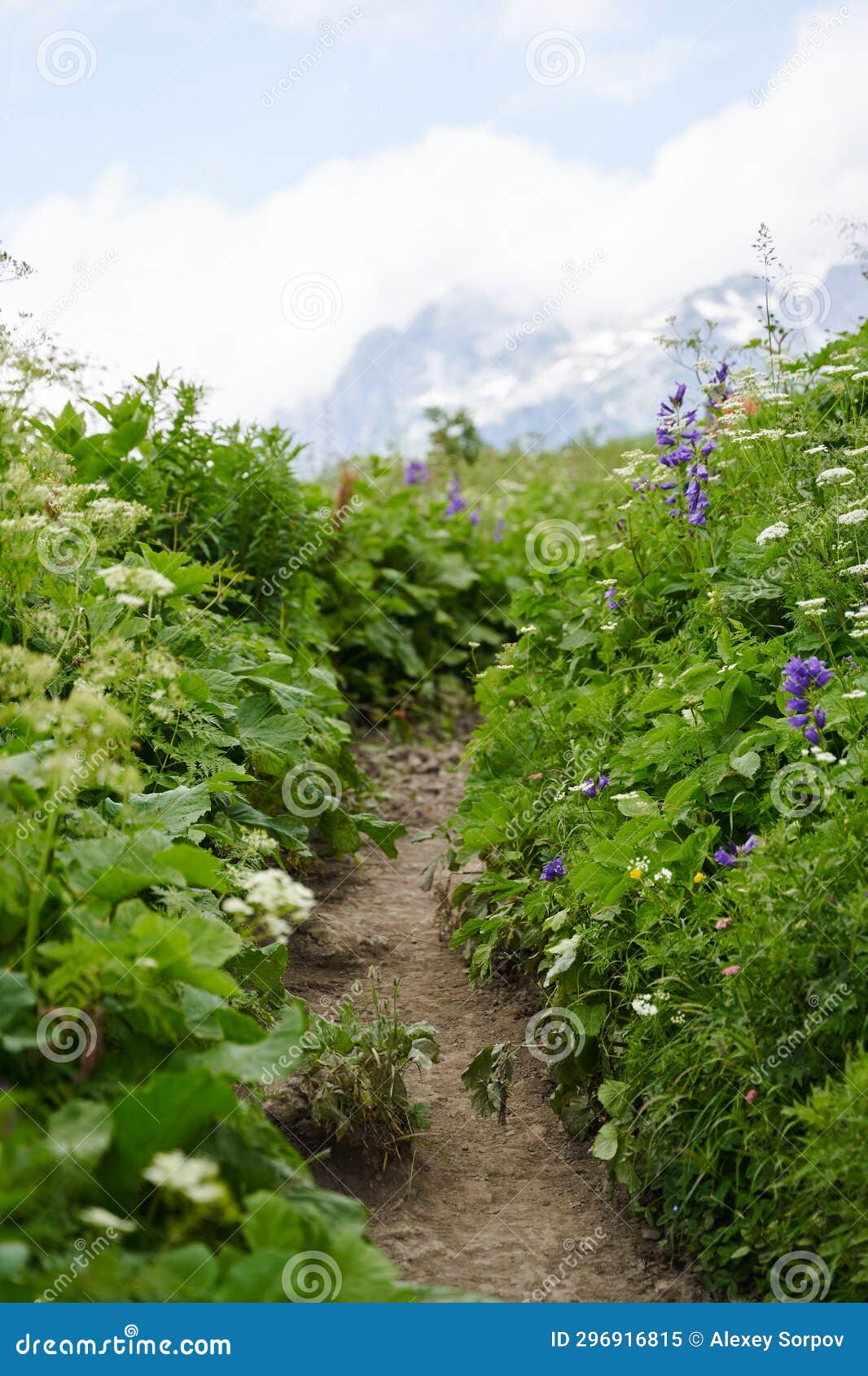 A Colourful Path Drowning in High Greenery in Front of the Mountains ...