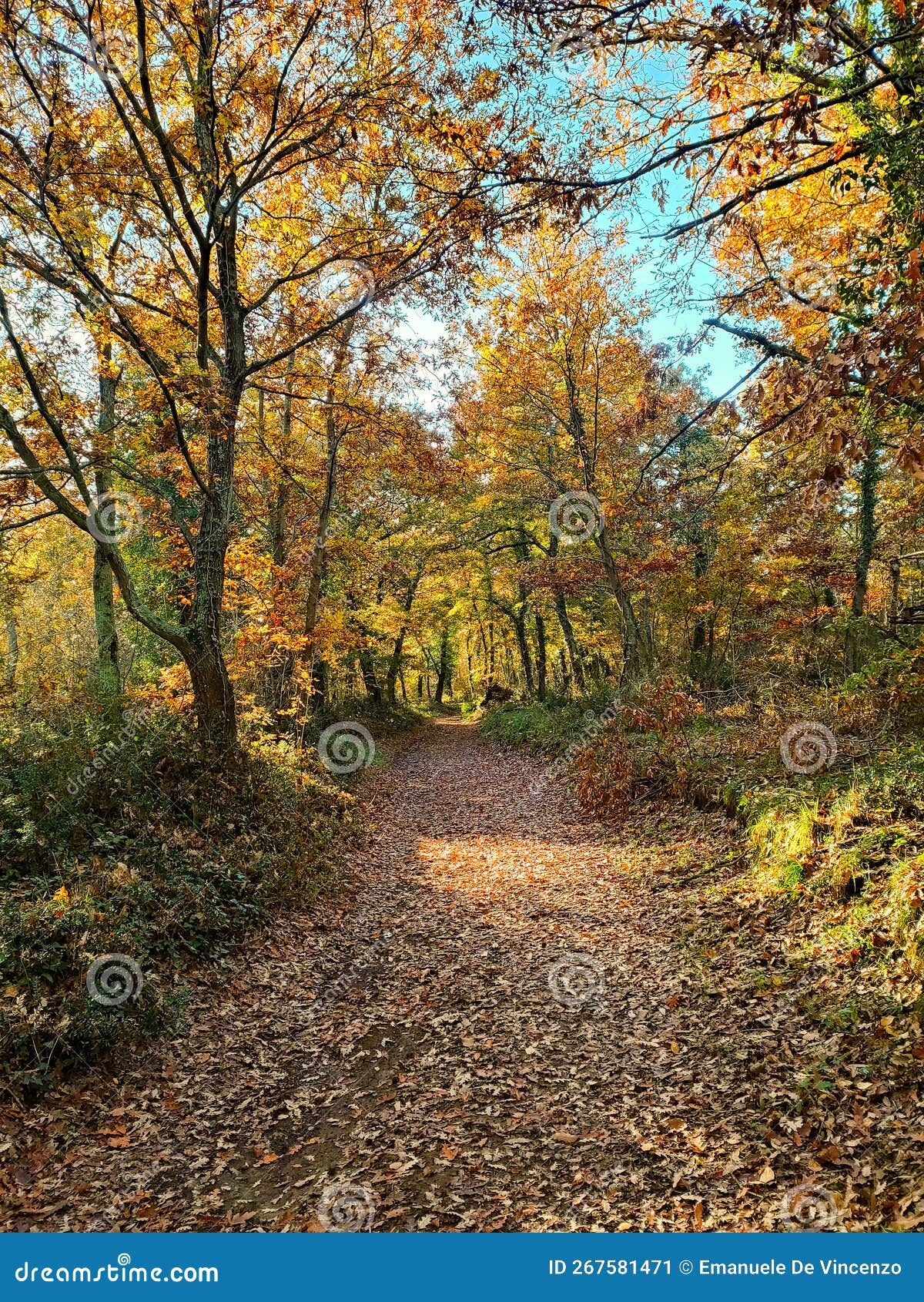 Colourful Path in the Woods in Autumn Stock Image - Image of woods ...