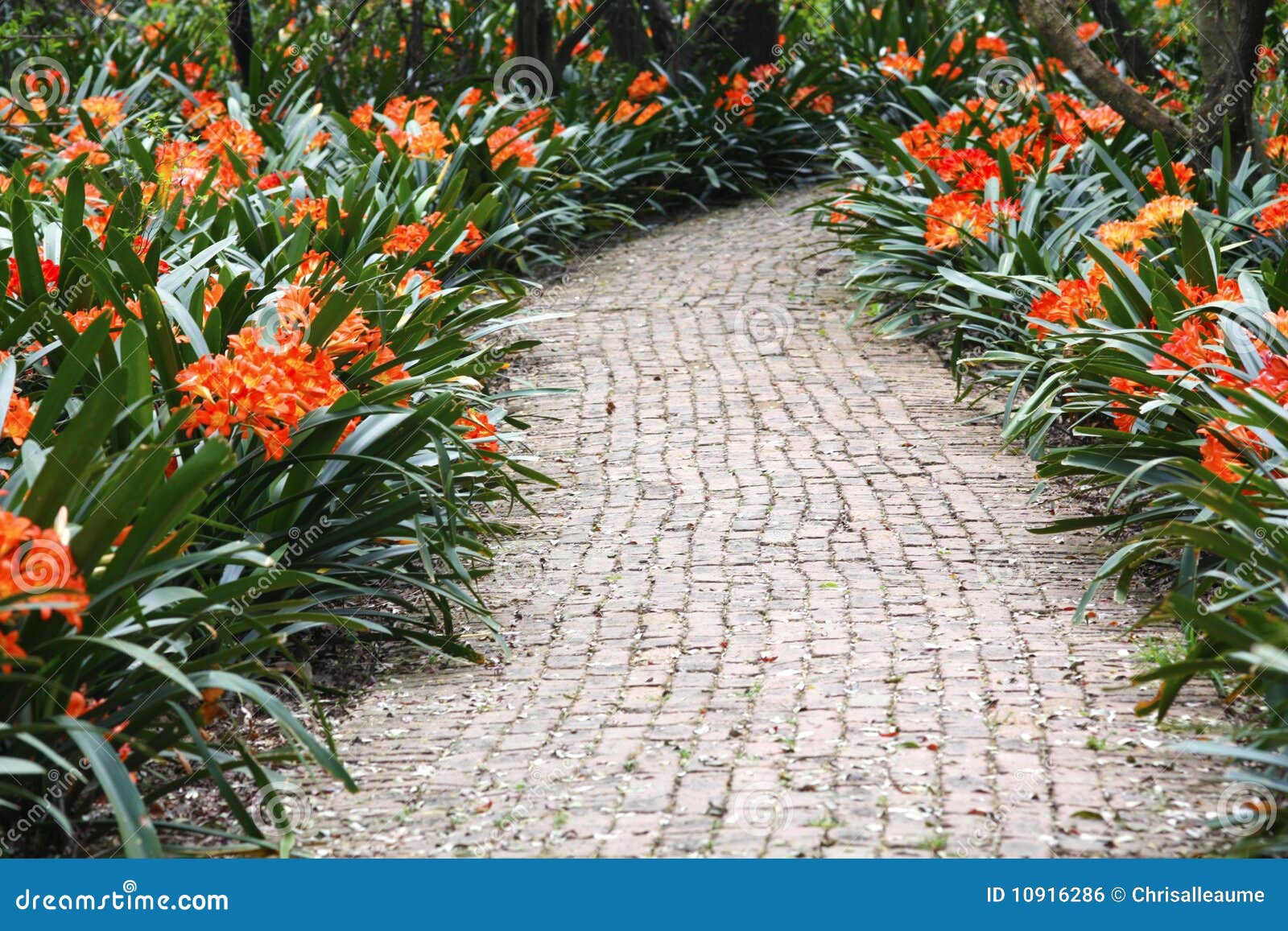Colourful Pathway stock photo. Image of beautiful, paving - 10916286