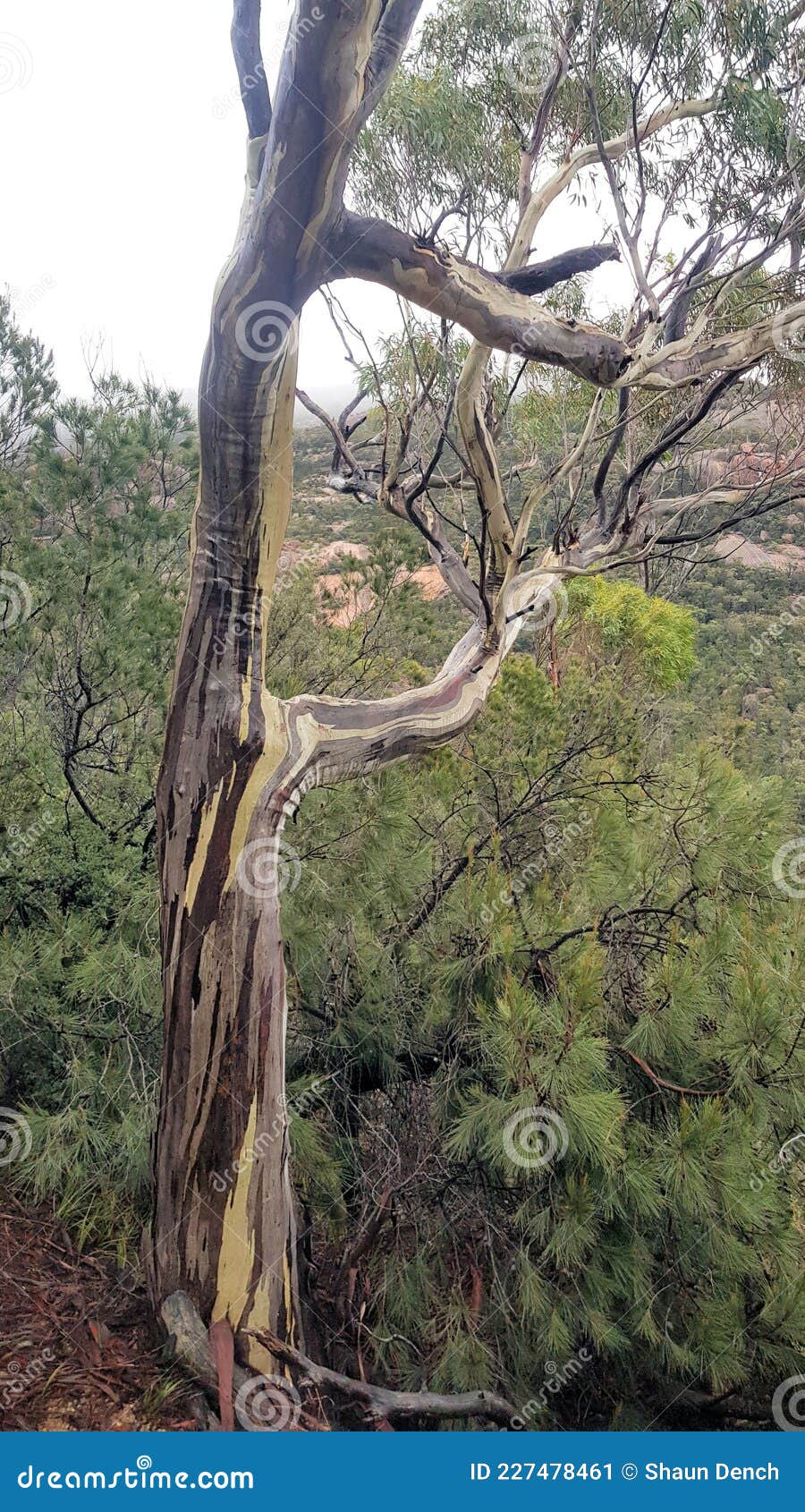 Colourful Patterns On The Bark Of A Eucalyptus Tree Tasmania Australia ...