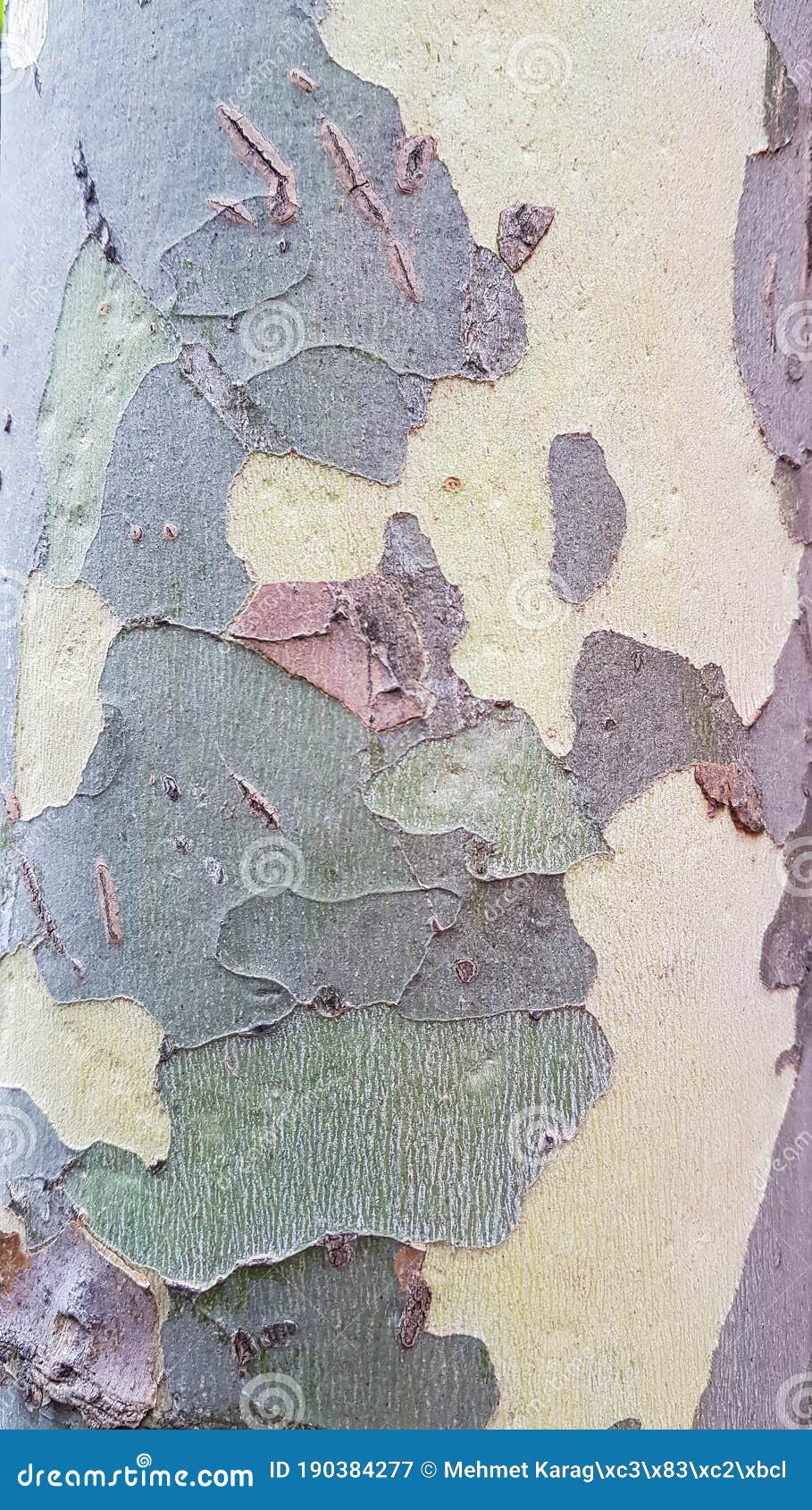 Colourful Patterns on the Bark of a Plane Tree Stock Image - Image of ...