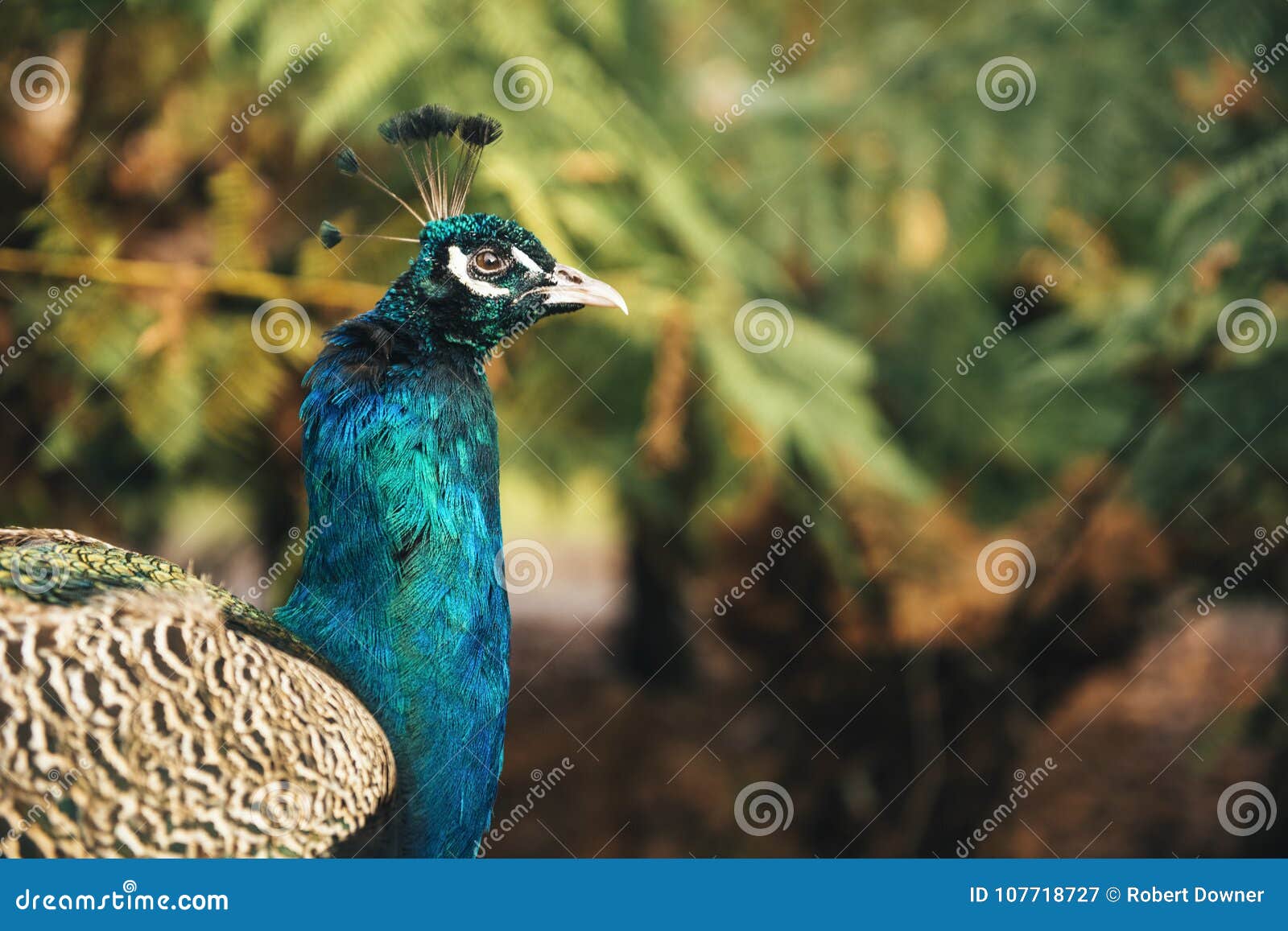 Beautiful Colourful Peacock Outdoors in the Daytime. Stock Image ...