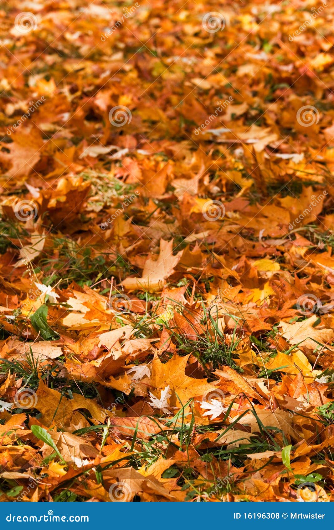 Colourful pile of leaves stock photo. Image of leaf, saturated - 16196308
