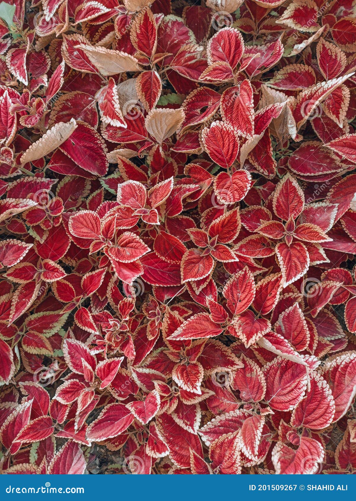 Colourful Plants for Background Stock Image - Image of background ...