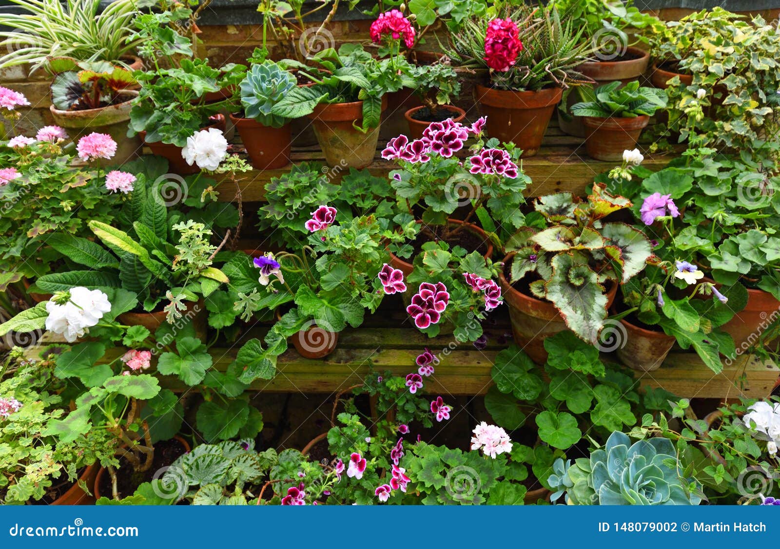 Colourful Plants in Pots on Staging. Stock Photo - Image of natural ...