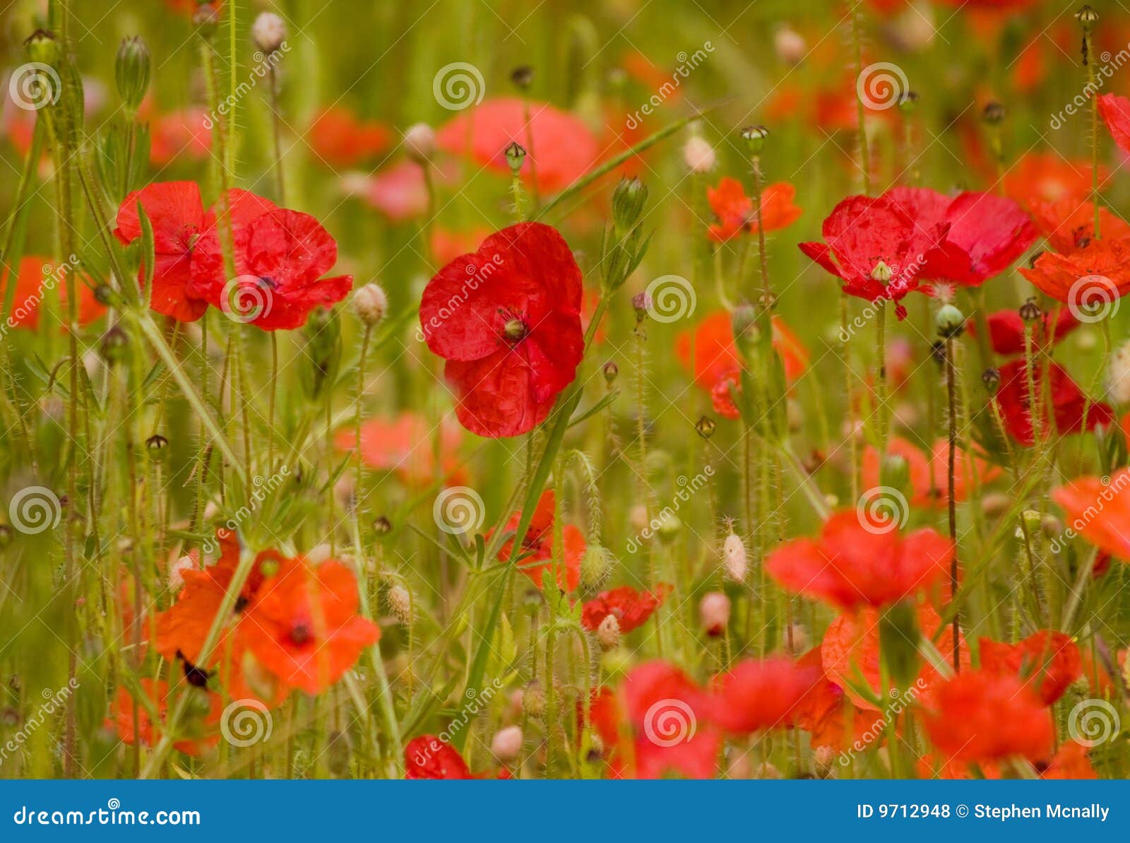 Colourful poppies stock photo. Image of seed, poppy, flower - 9712948