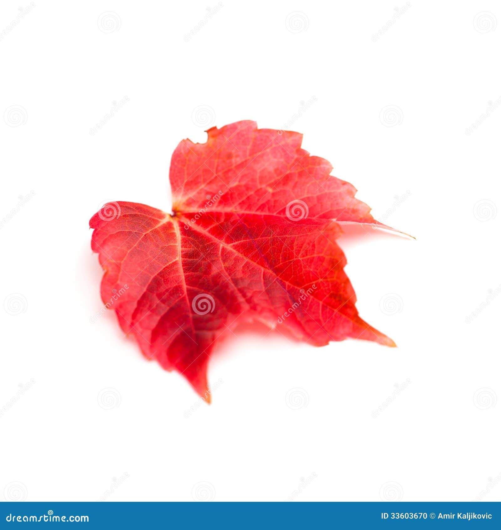 Colourful red autumn leaf stock photo. Image of fresh - 33603670