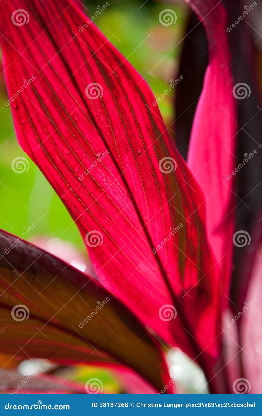 Colourful Red Bract or Spathe on a Tropical Plant Stock Photo - Image ...