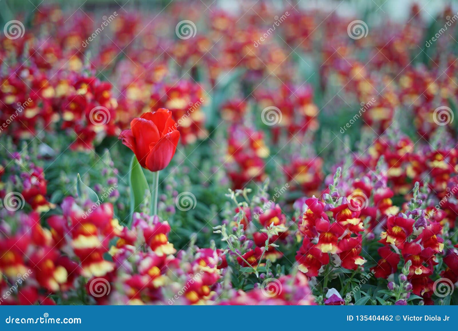 Colourful Red Flowers Landscape Stock Photo - Image of tulips, close ...