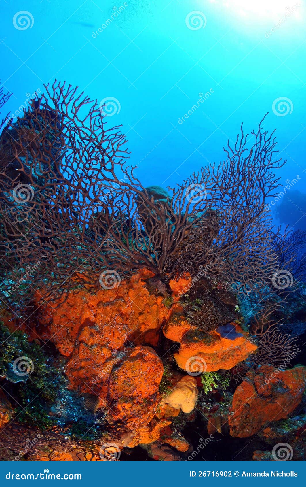 Colourful Reef stock photo. Image of excursion, cayman - 26716902