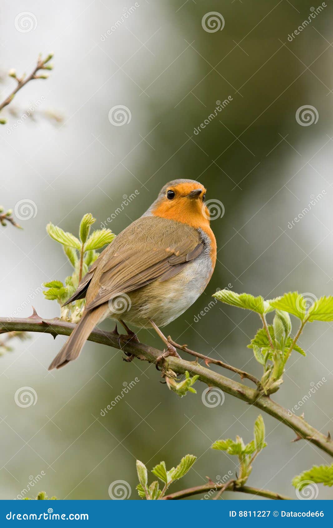 Colourful robin stock image. Image of nature, desktop - 8811227