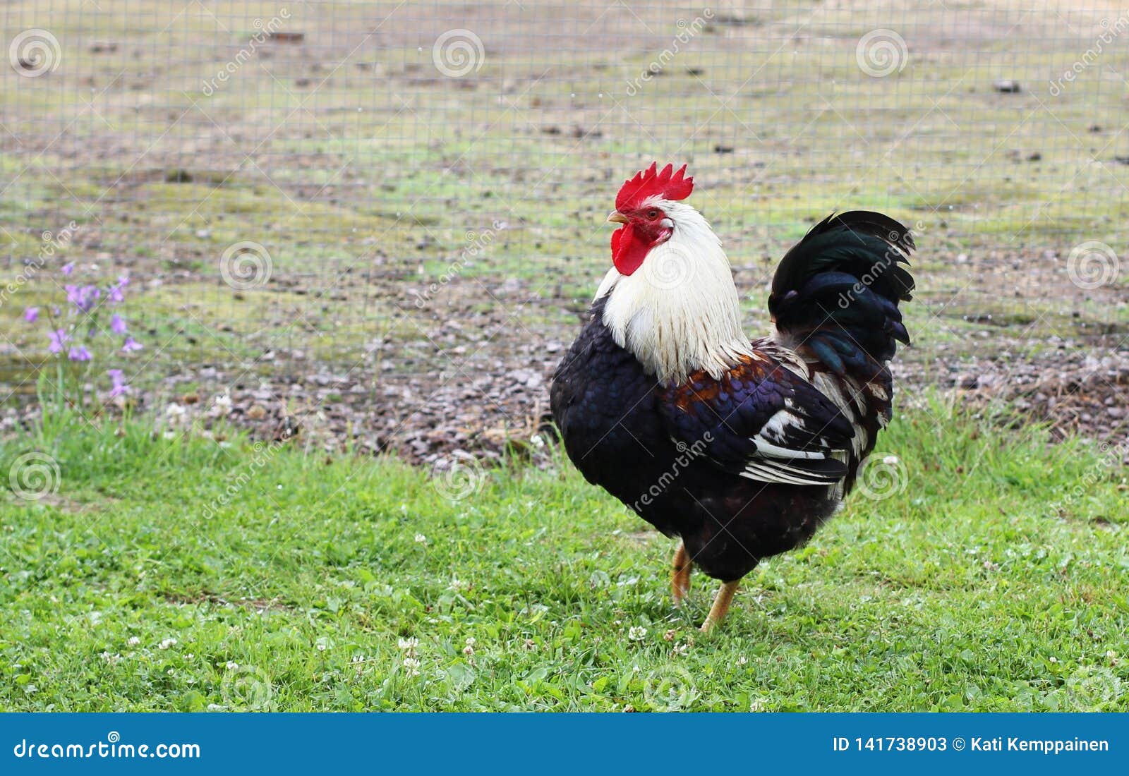 A Colourful Rooster Standing in the Grass Stock Image - Image of ... A Colourful Rooster Standing in the Grass Stock Image - Image of ...