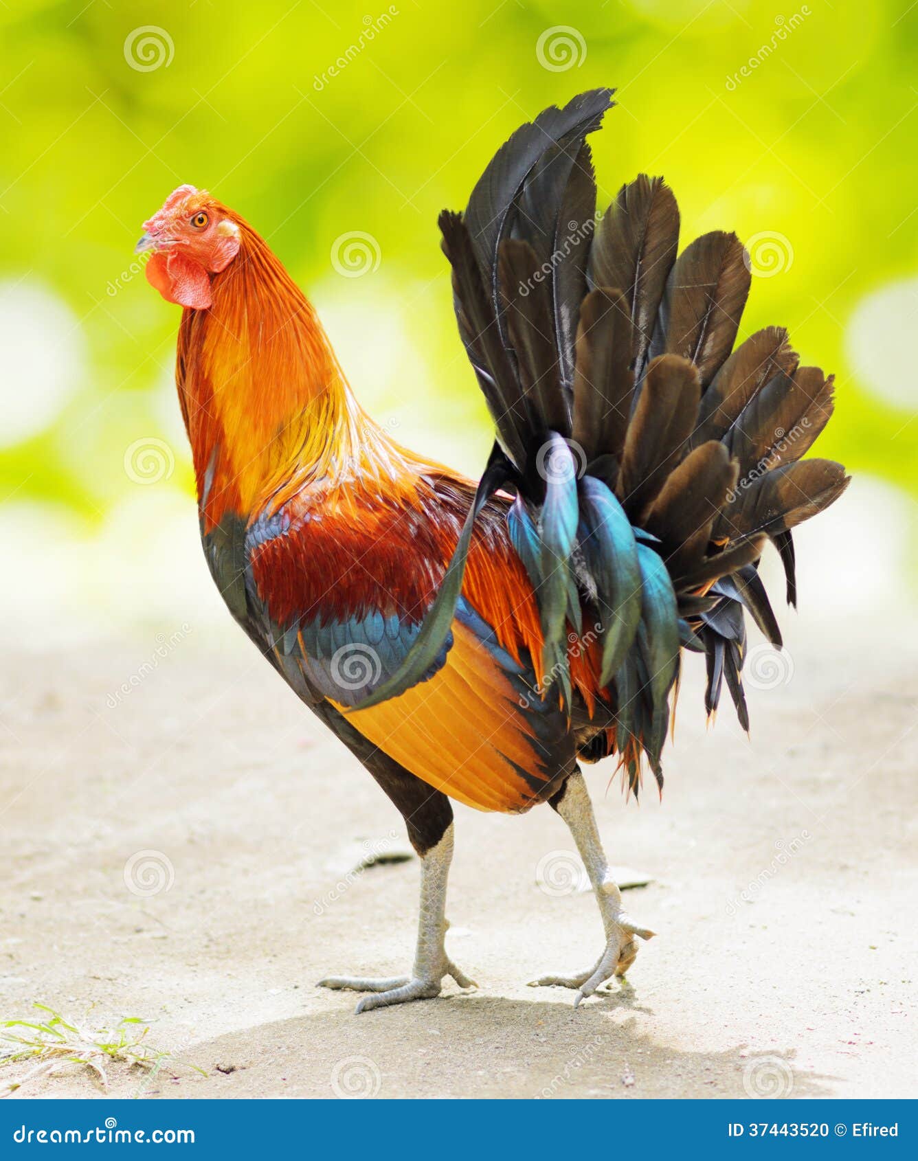 Colourful Rooster Walking in a Farm Stock Photo - Image of elegant ...