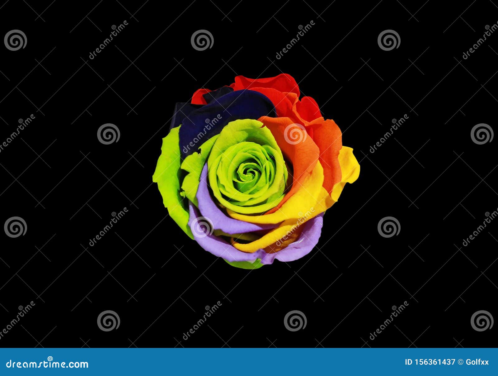 Colourful Rose with Multi-colored or Rainbow Isolated on Black ...