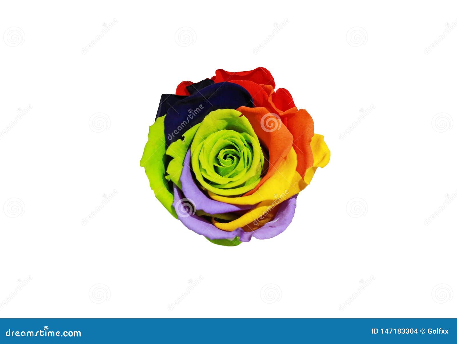 Colourful Rose with Multi-colored or Rainbow Isolated on White ...