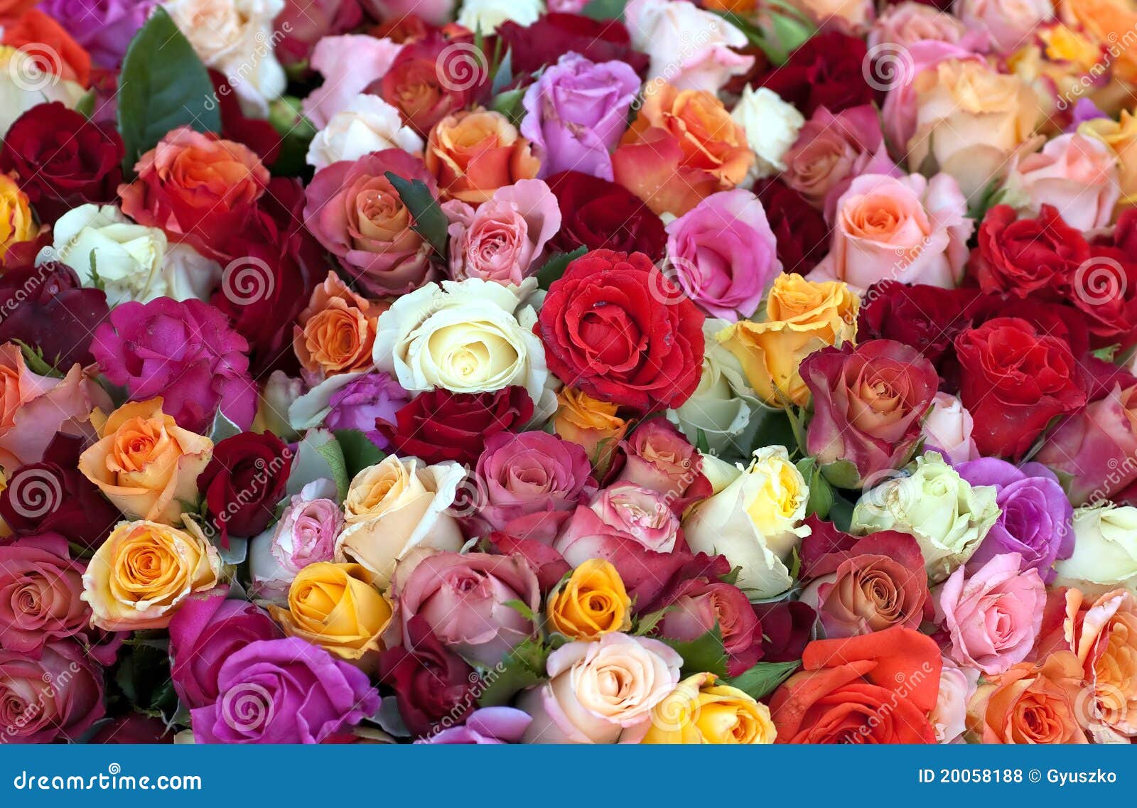 Colourful Roses stock photo. Image of flowers, colorful - 20058188