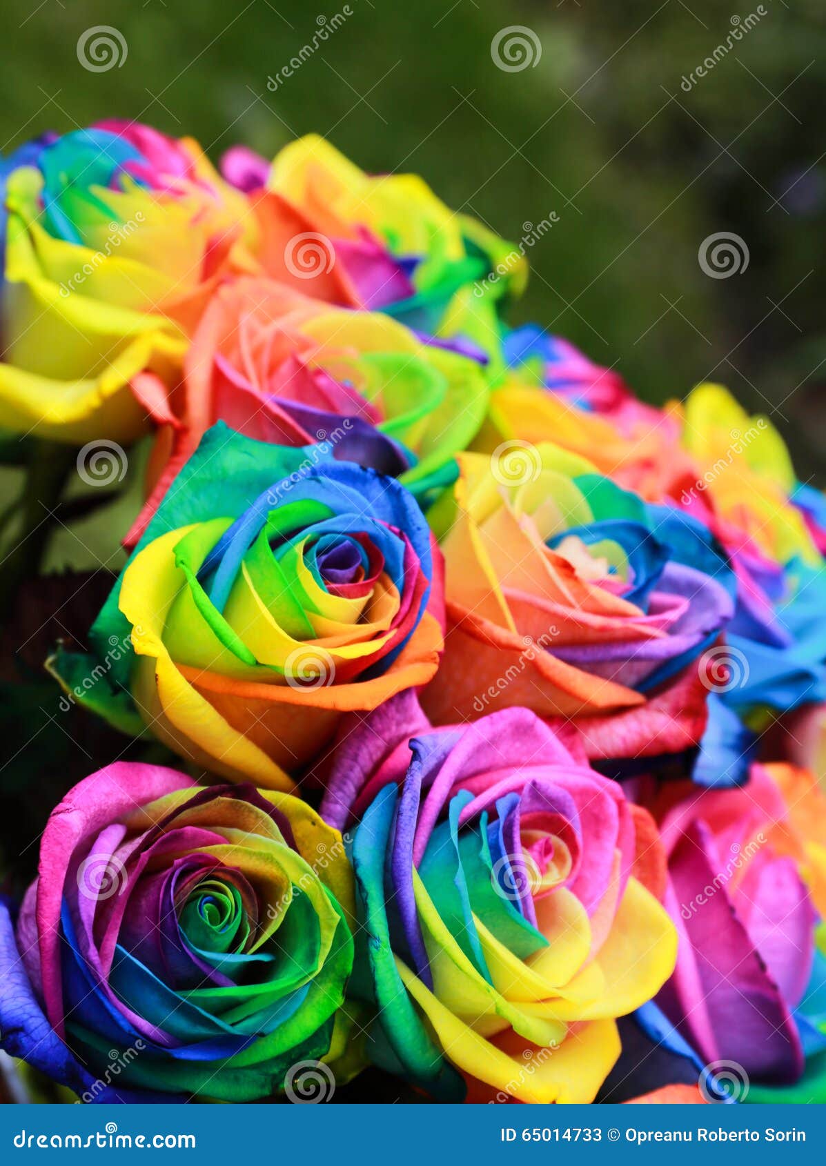 Colourful roses stock image. Image of colored, multicolored - 65014733