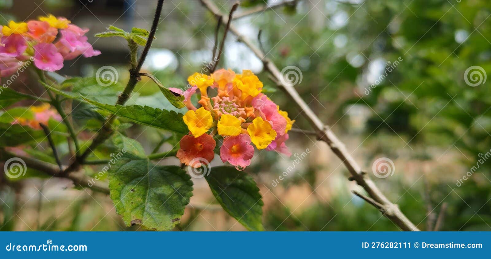 Colourful Saliara Flowers in the Yard Stock Image - Image of ground ...