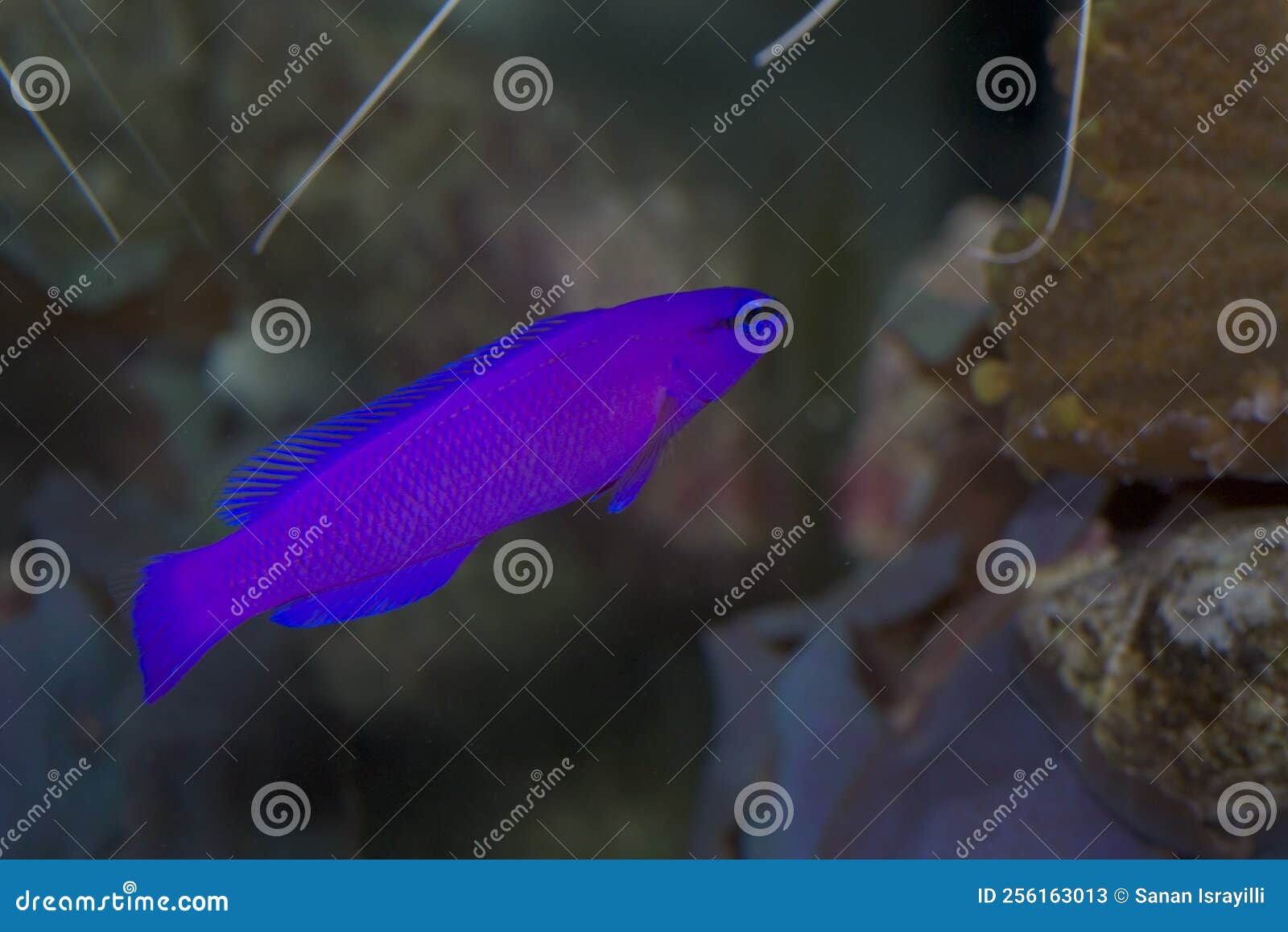 Saltwater tropical fish stock image. Image of aquarium - 256163013