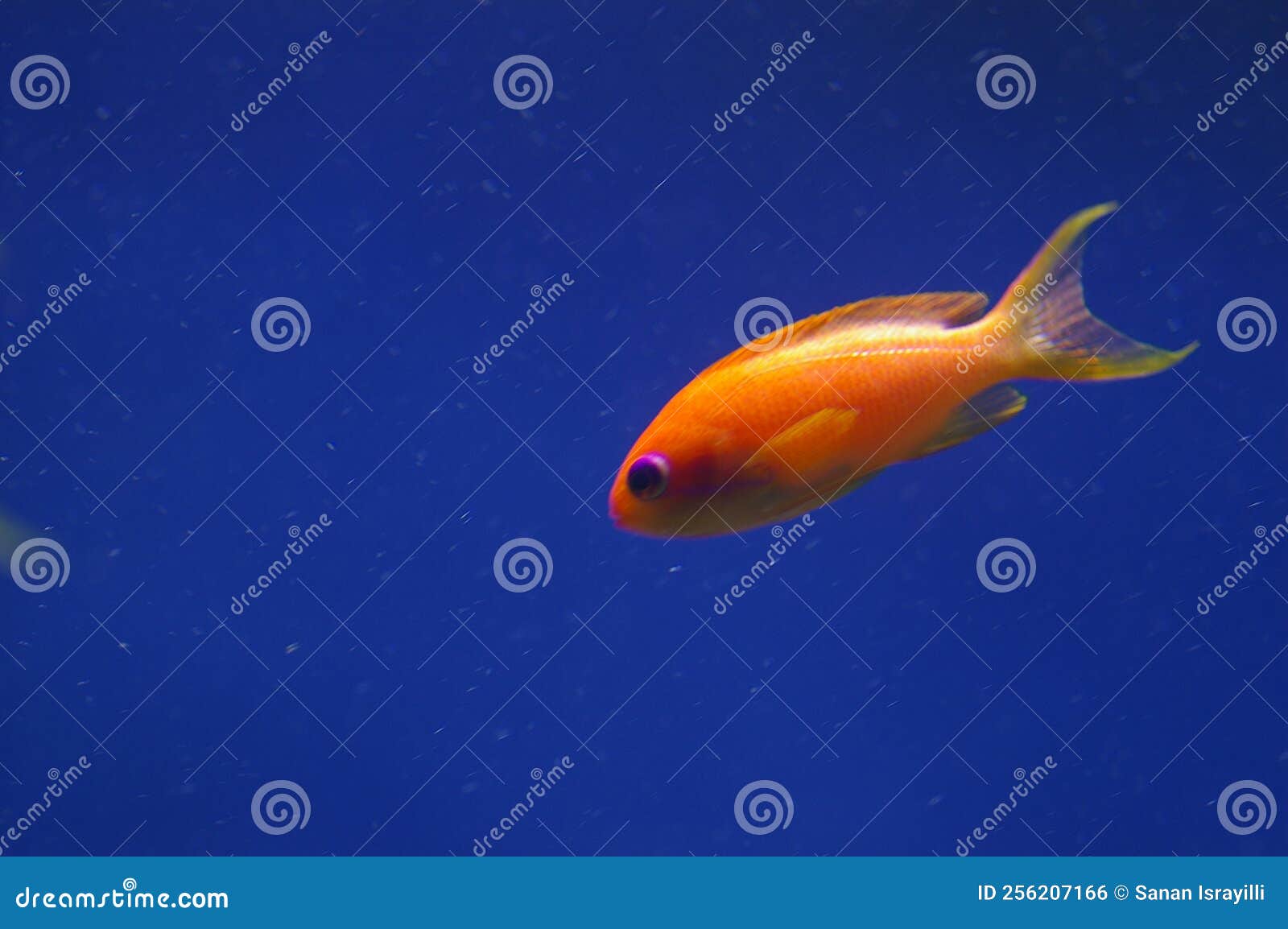 Saltwater tropical fish stock photo. Image of water - 256207166