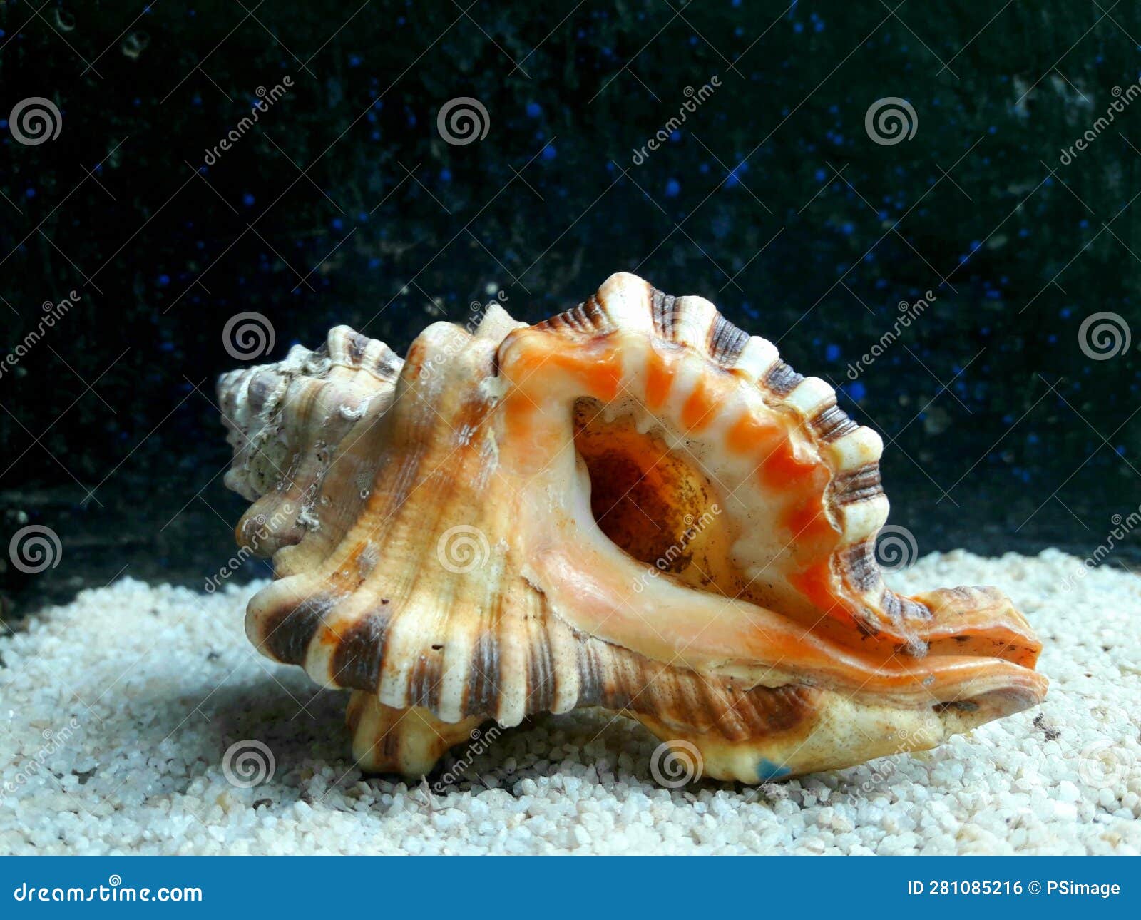 Colourful Sea Shell, Underwater Beauty Stock Photo - Image of macro ...
