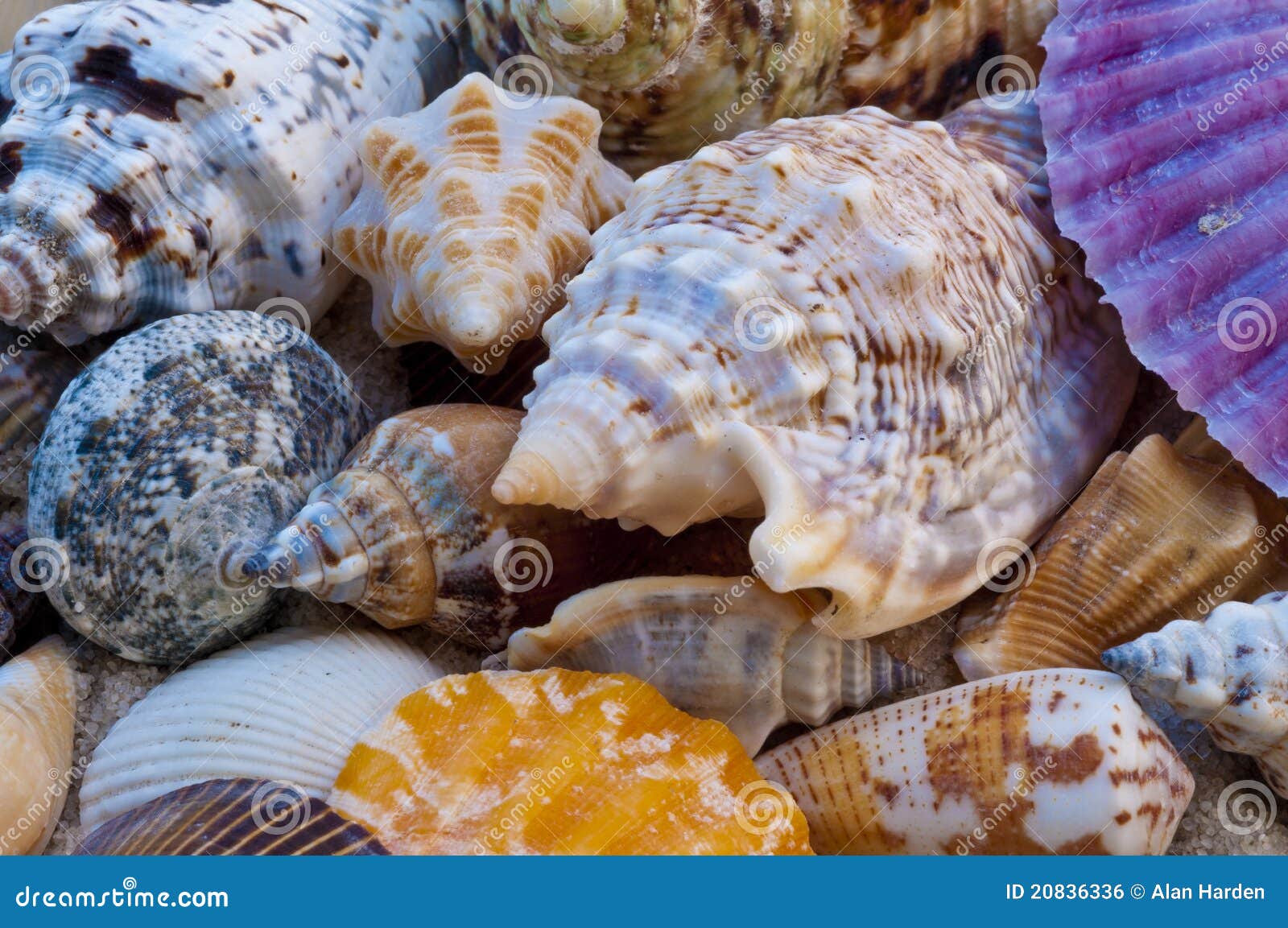 Colourful sea shells stock photo. Image of bright, coast - 20836336