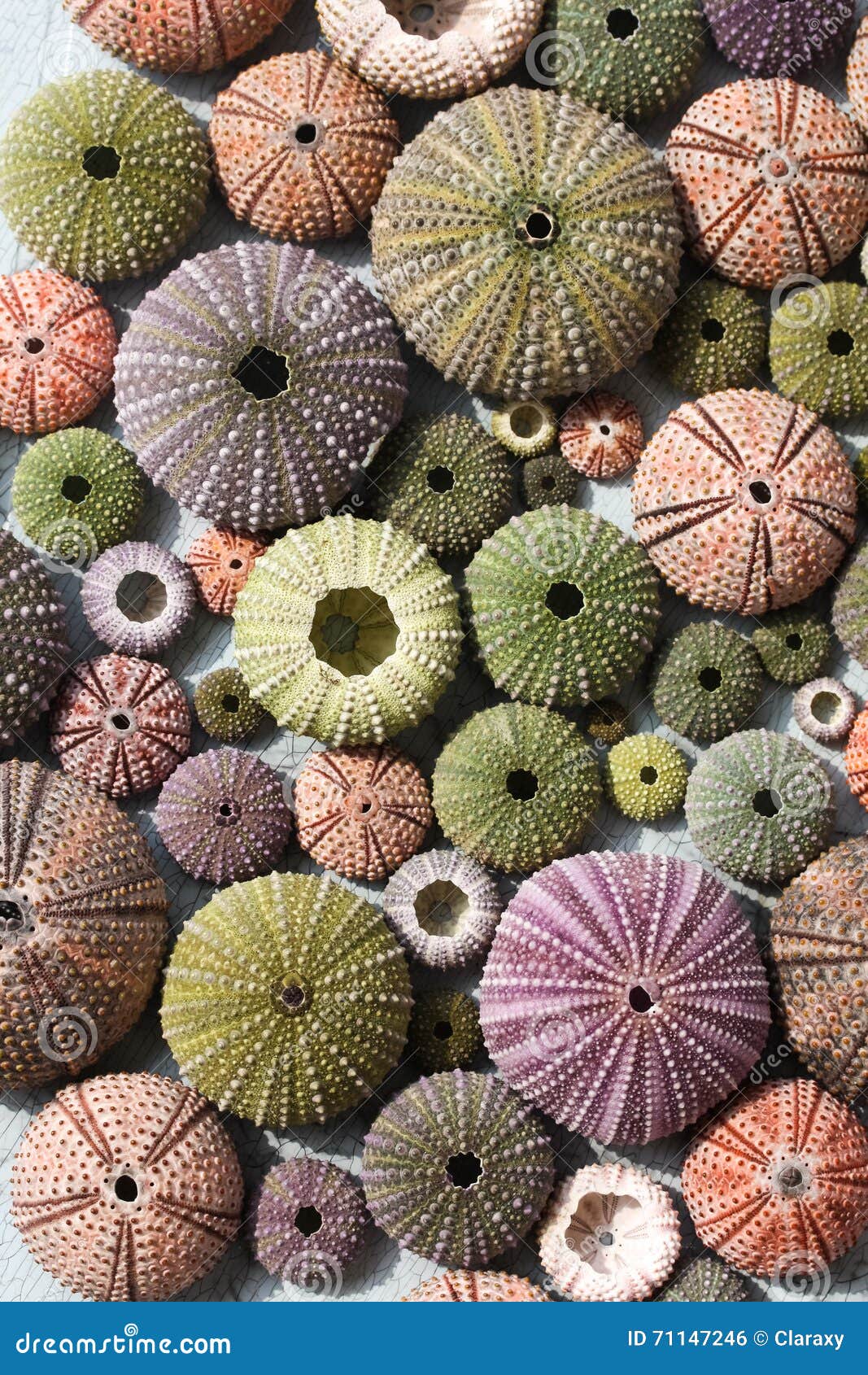 Colourful Sea Urchin Shells Stock Photo - Image of aquatic, detail ...