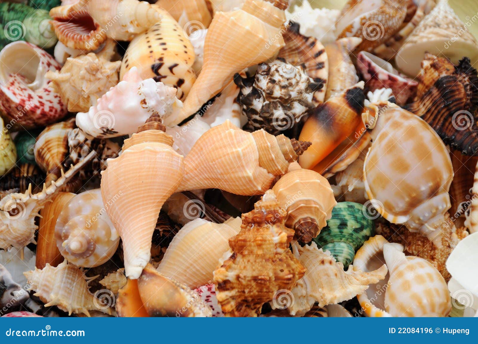 Colourful seashells stock photo. Image of cone, brown - 22084196