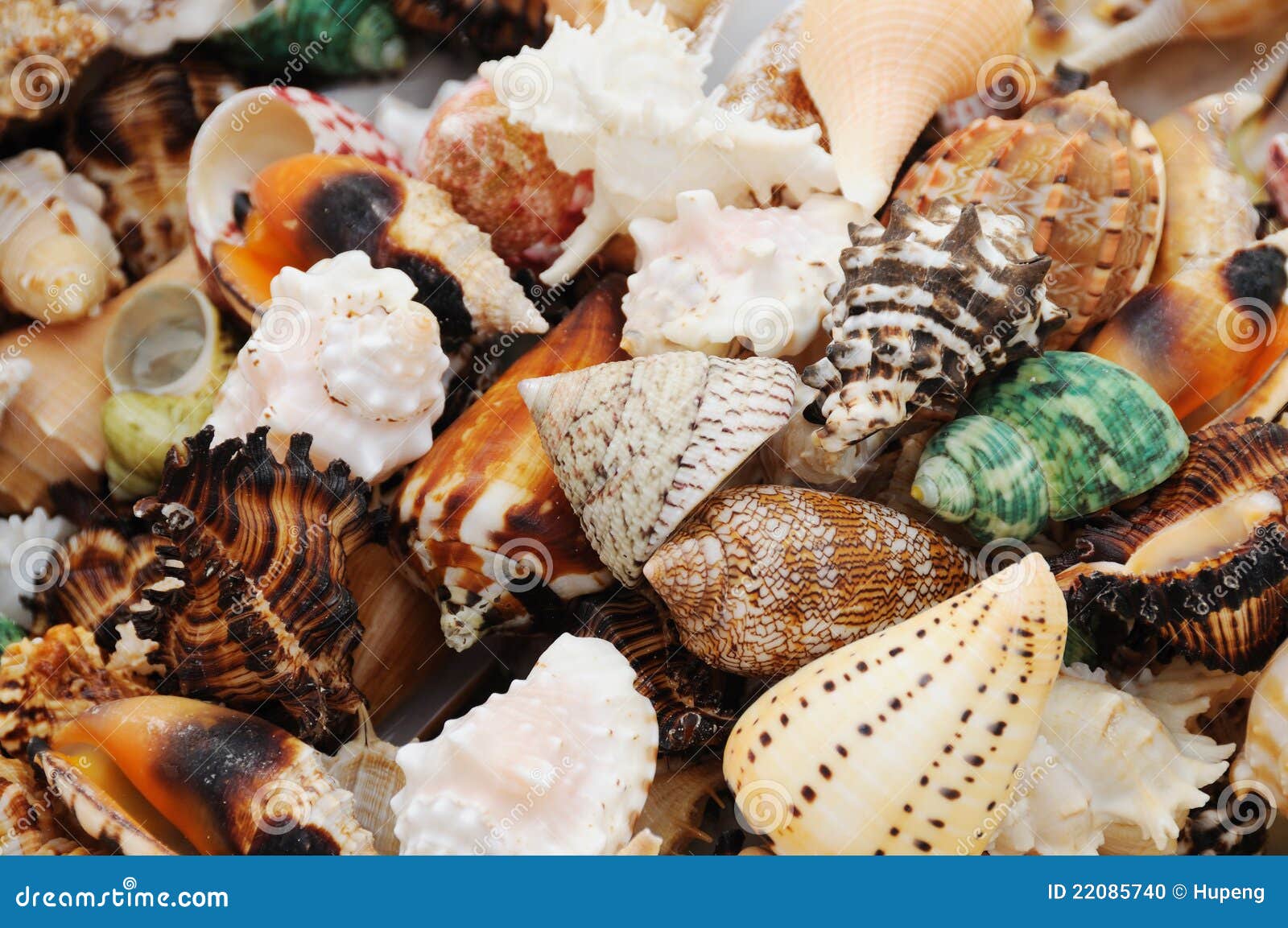 Colourful seashells stock photo. Image of aquatic, biology - 22085740