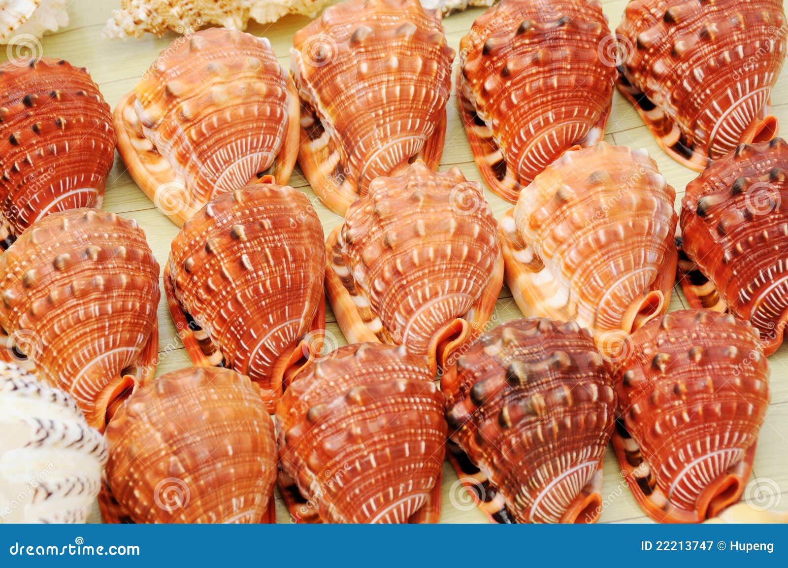 Colourful seashells stock image. Image of reflection - 22213747