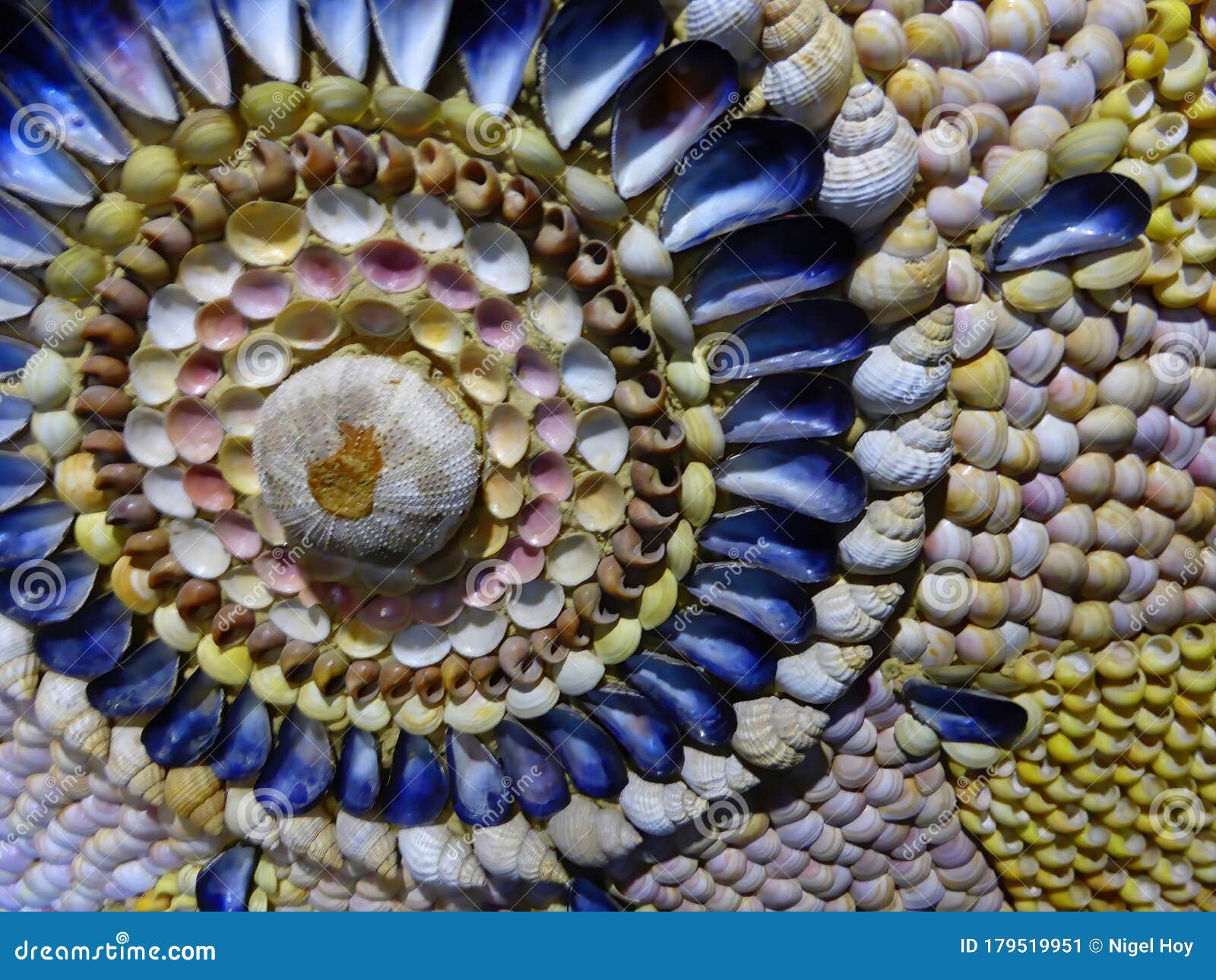Colourful Seashells Arranged in Circular Pattern Stock Image - Image of ...
