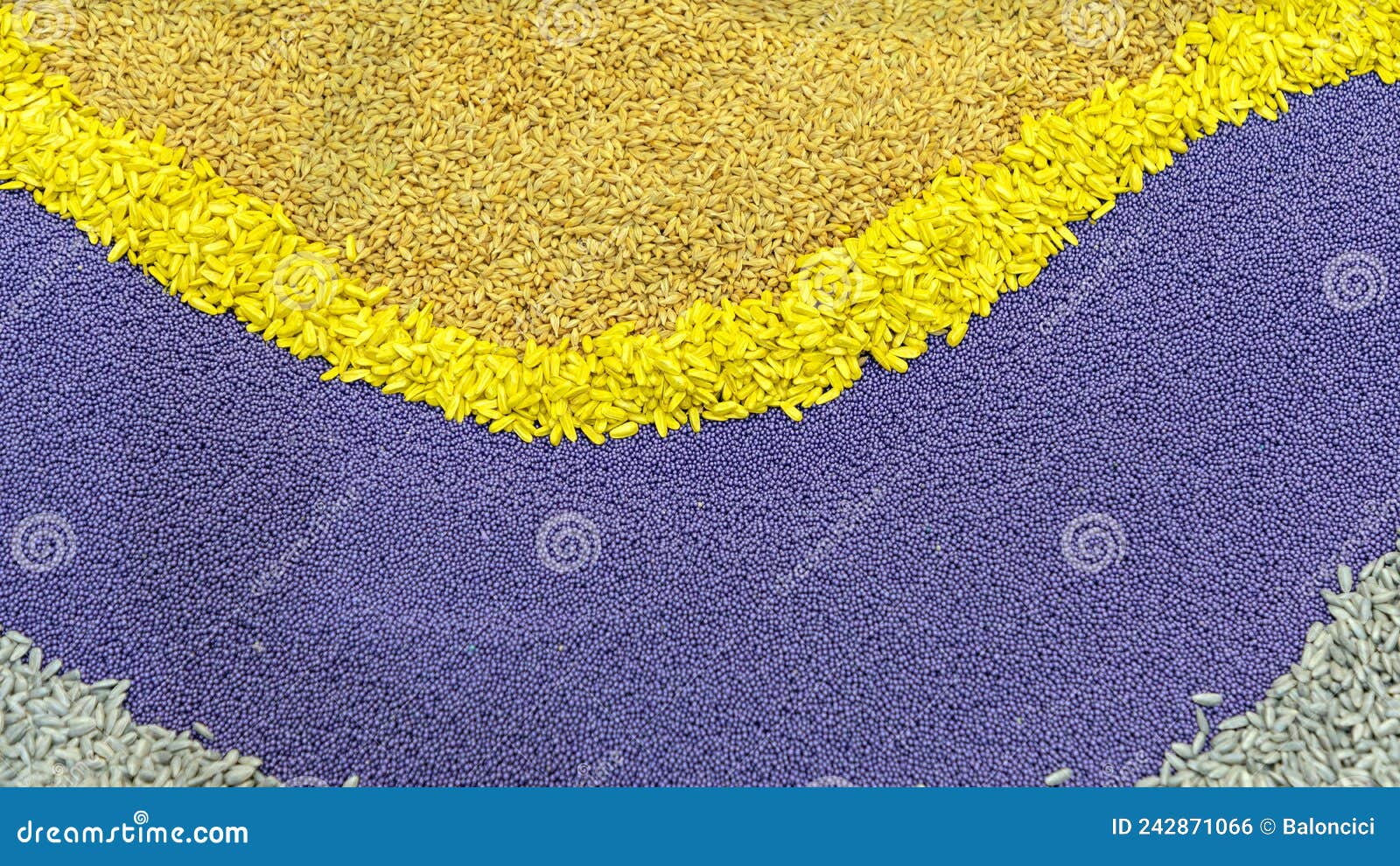 Colourful Seeds Grains stock photo. Image of crops, food - 242871066