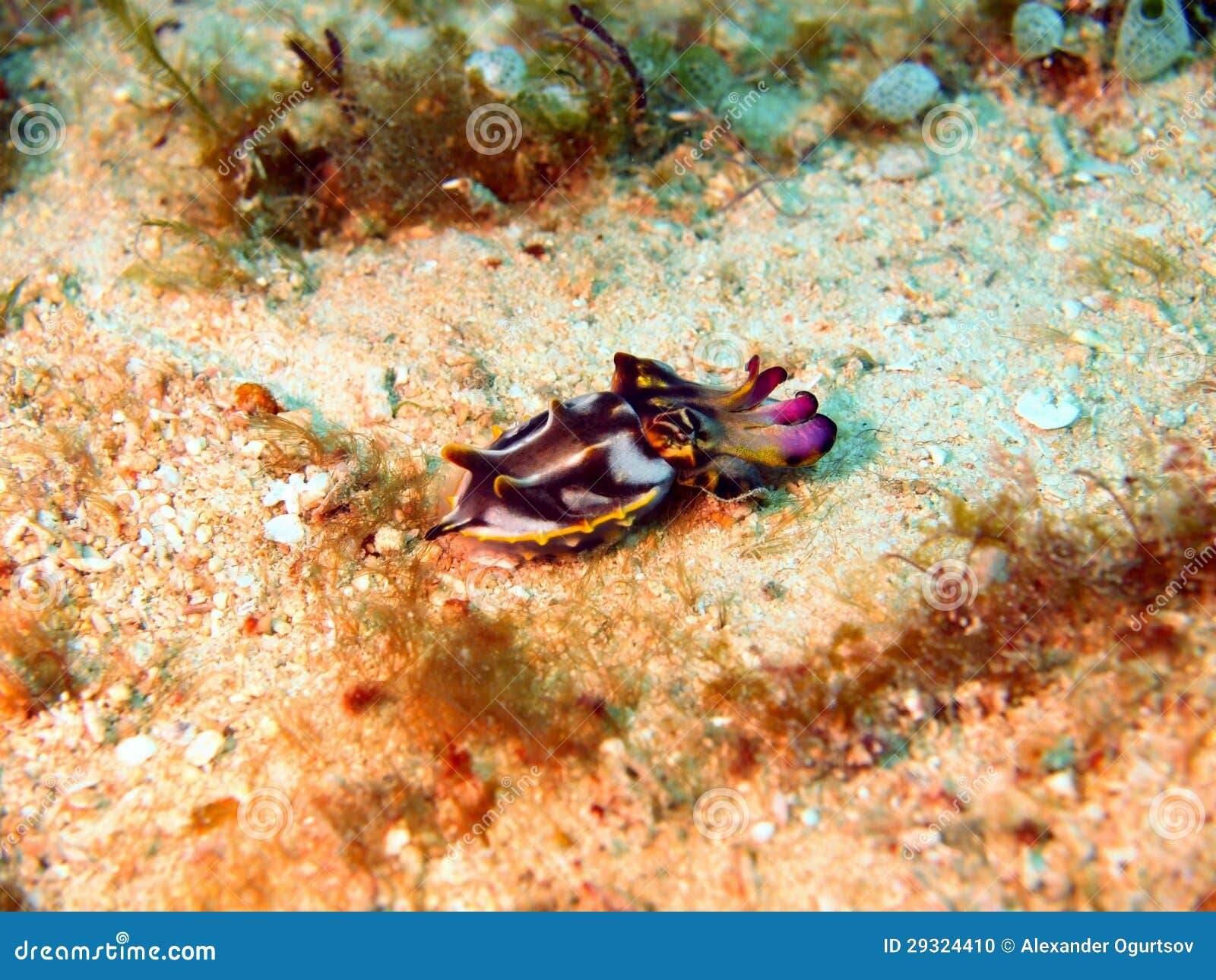 Colourful sepia stock photo. Image of crustacean, water - 29324410