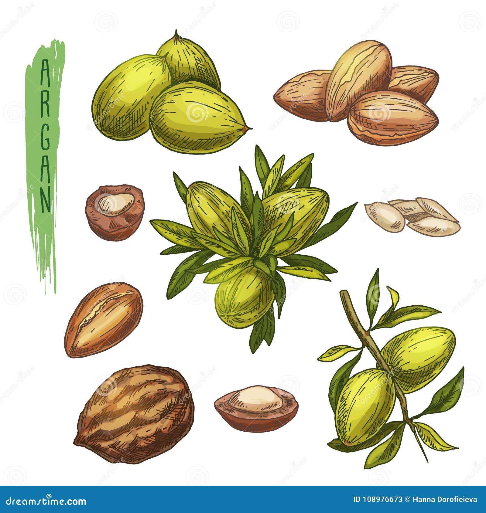 Argan Tree Nut And Leaf