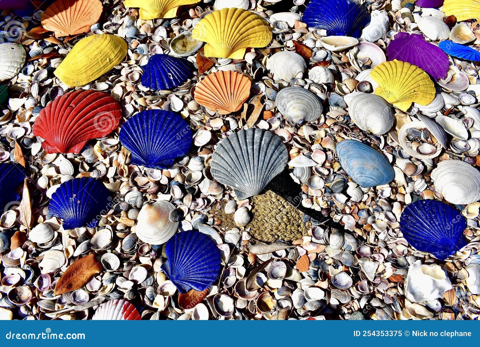 Colourful shells stock image. Image of colourful, seashells - 254353375
