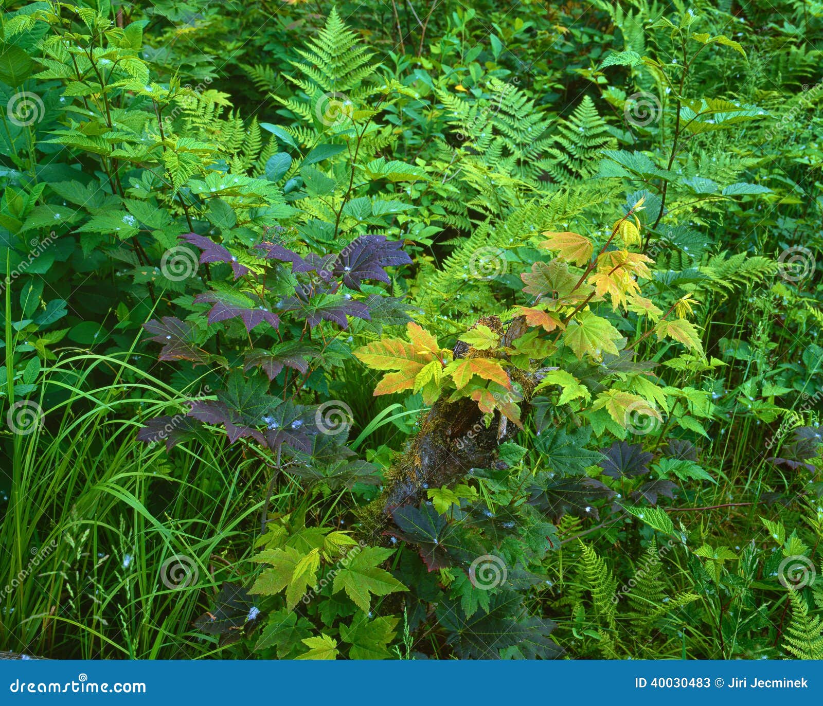 Colourful Shrubs stock image. Image of textured, botany - 40030483